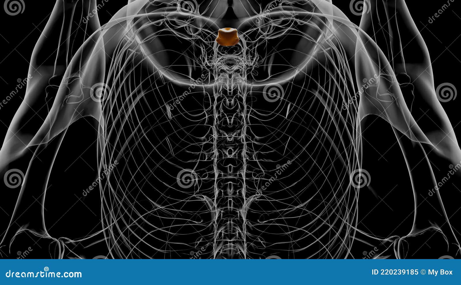Human Skeleton Xiphoid Process Anatomy 3D Stock Illustration ...