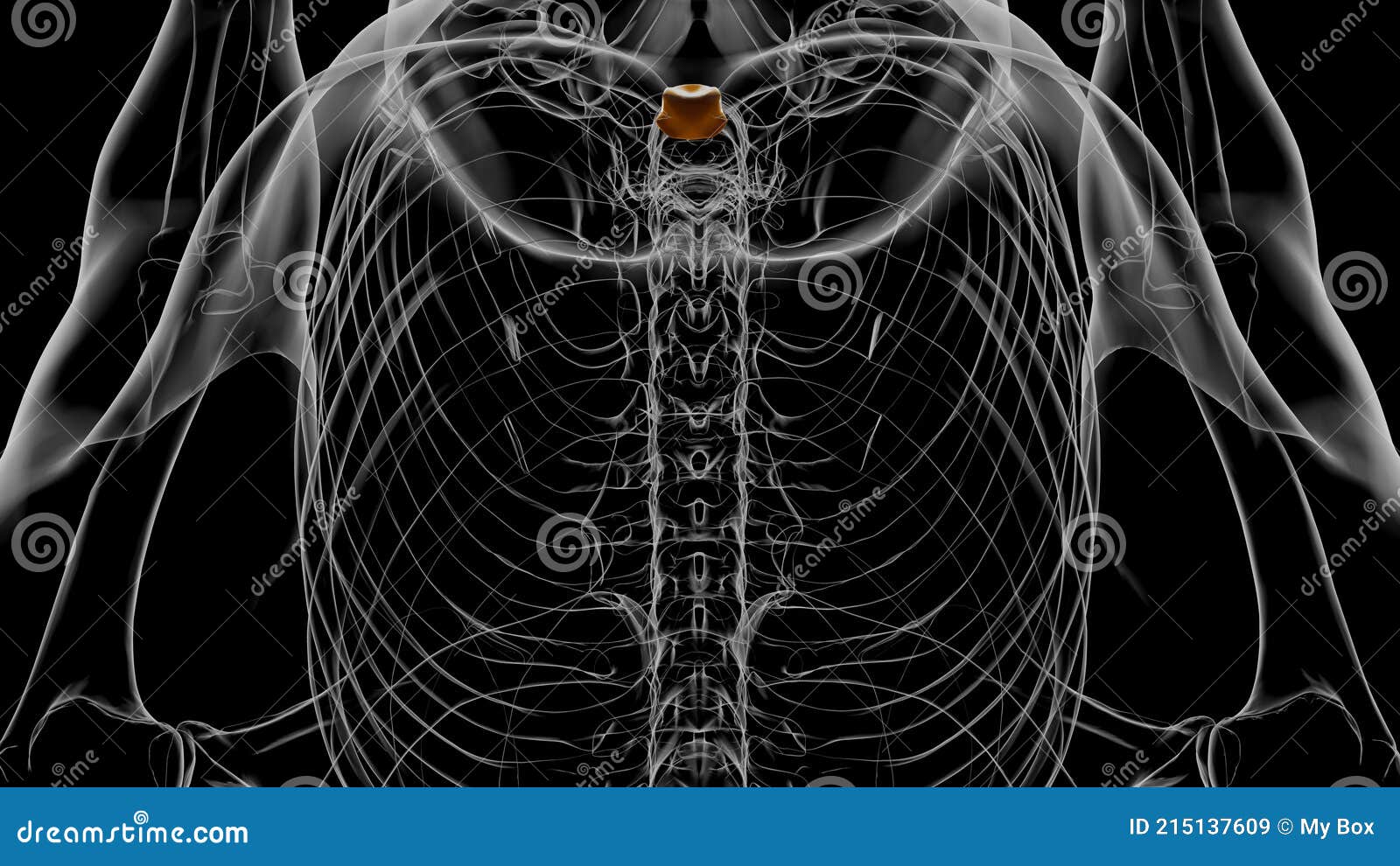 Human Skeleton Xiphoid Process Anatomy 3D Stock Illustration ...