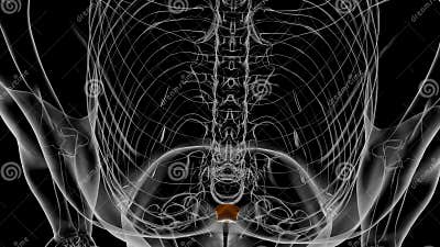 Human Skeleton Xiphoid Process Anatomy 3D Stock Illustration ...