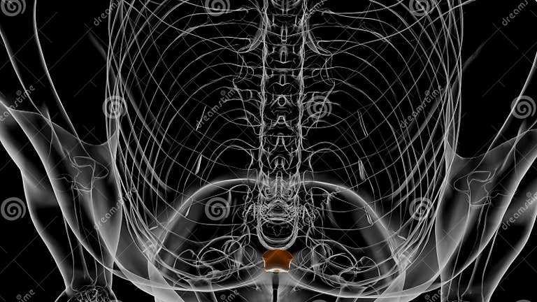 Human Skeleton Xiphoid Process Anatomy 3D Stock Illustration ...