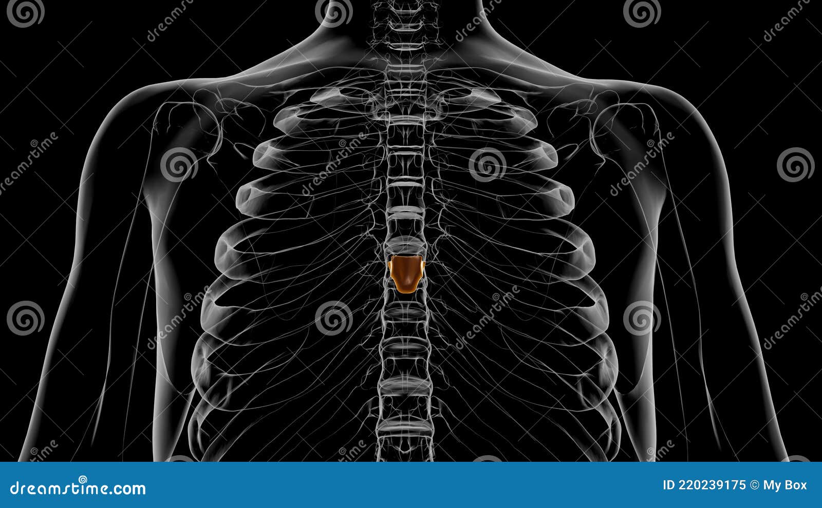 Human Skeleton Xiphoid Process Anatomy 3D Stock Illustration ...