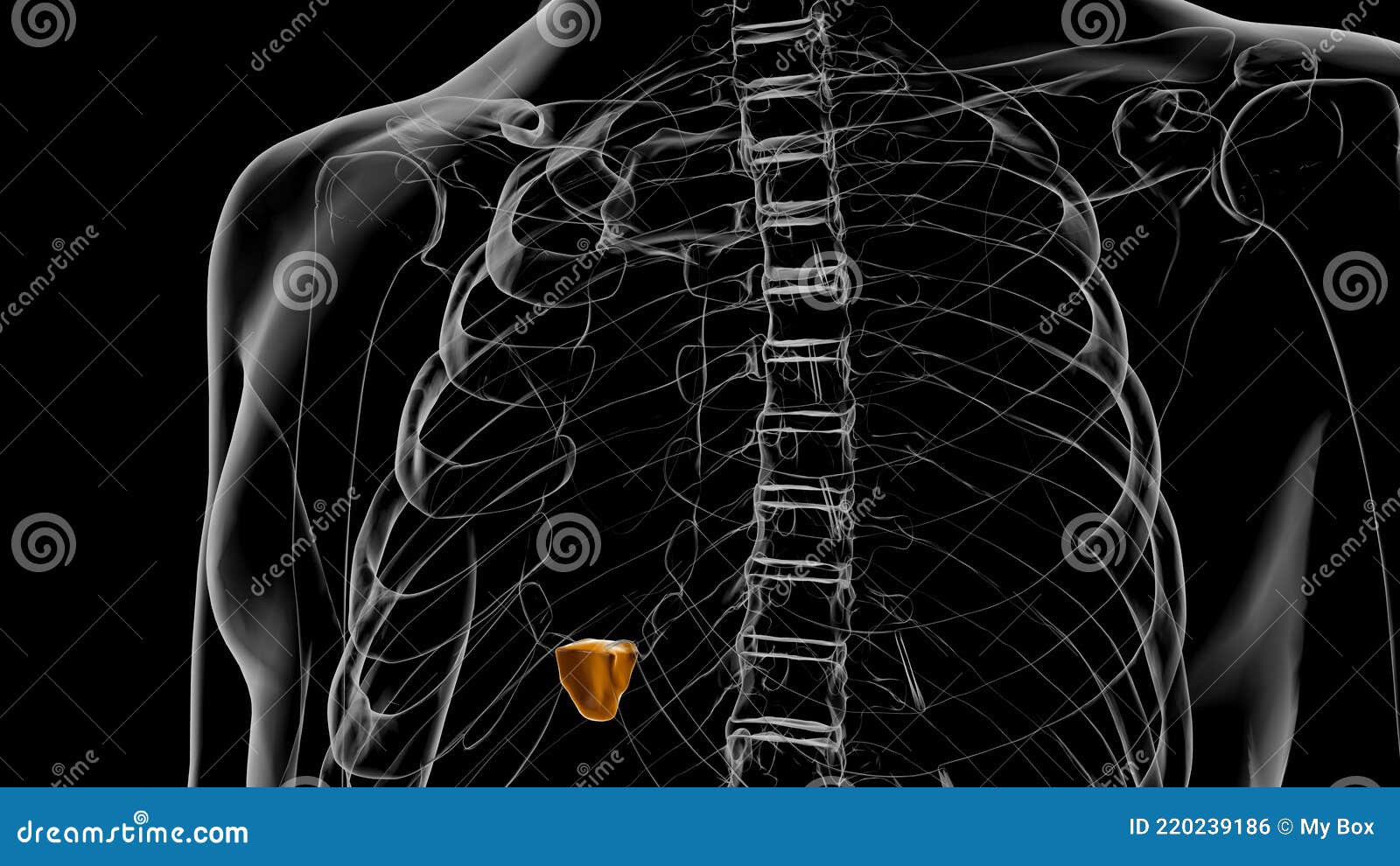 Human Skeleton Xiphoid Process Anatomy 3D Stock Illustration ...