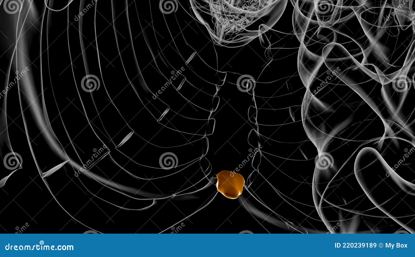 Human Skeleton Xiphoid Process Anatomy 3D Stock Illustration ...
