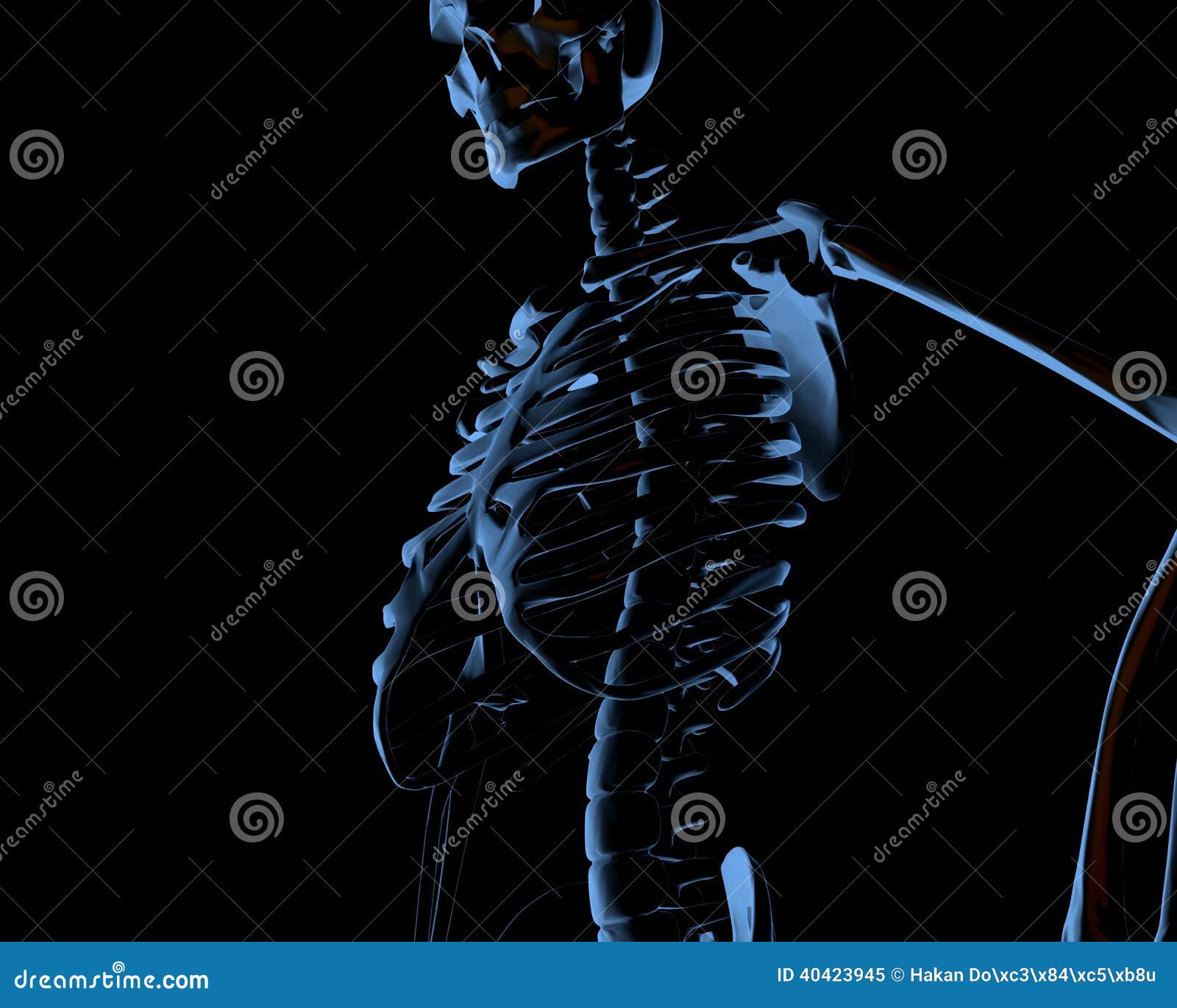 Human skeleton xray stock illustration. Illustration of quality - 40423945