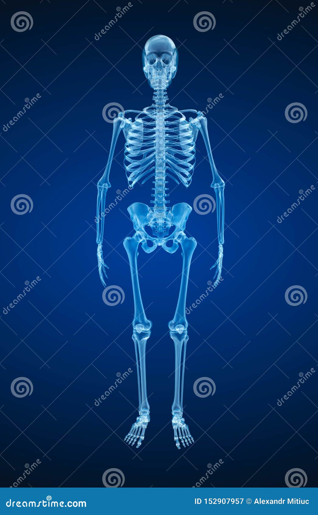 Skeleton Why Me Xray Royalty-Free Illustration | CartoonDealer.com ...