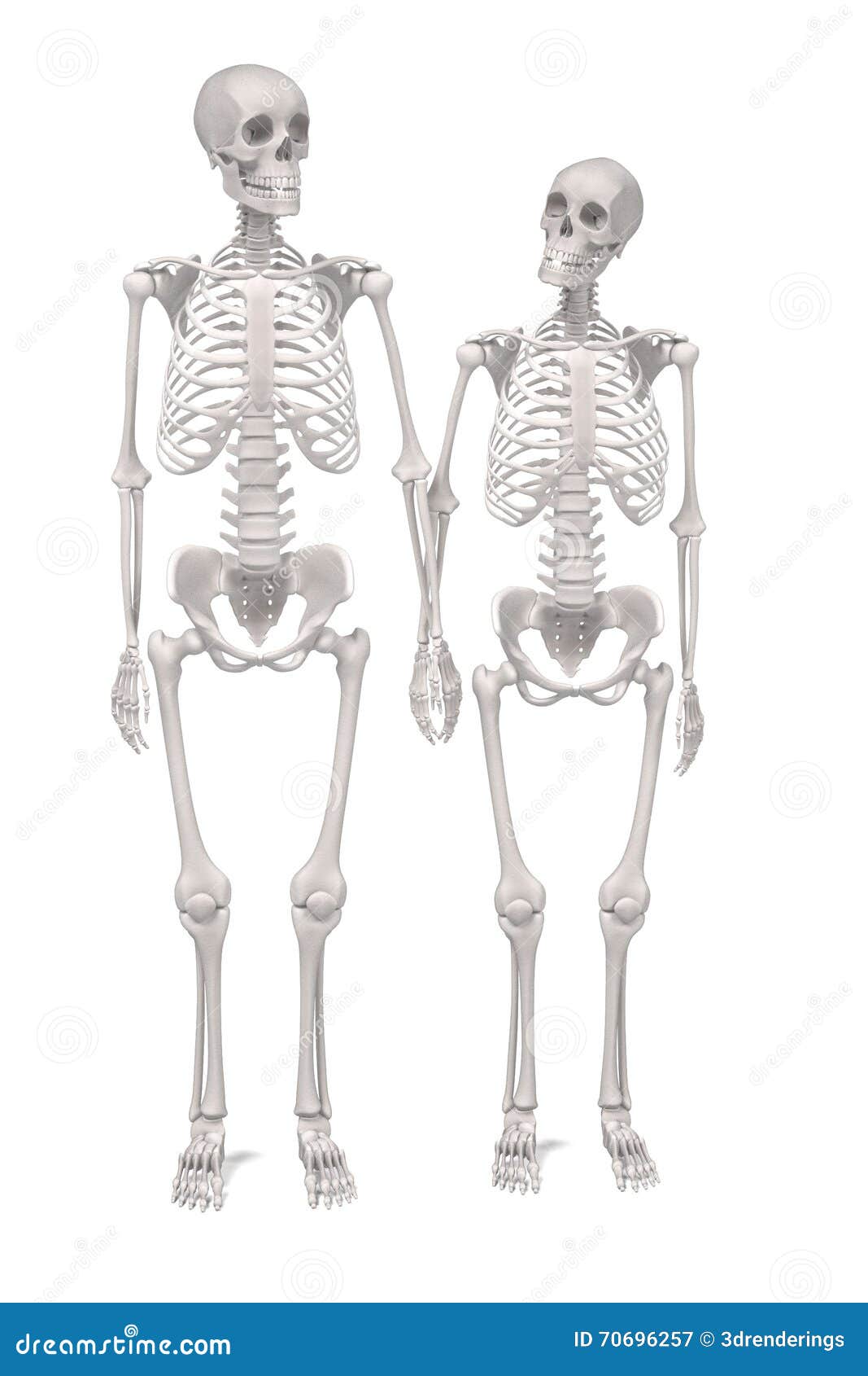 Set Of Realistic Skeletons Isolated On Gray Background. Anterior ...