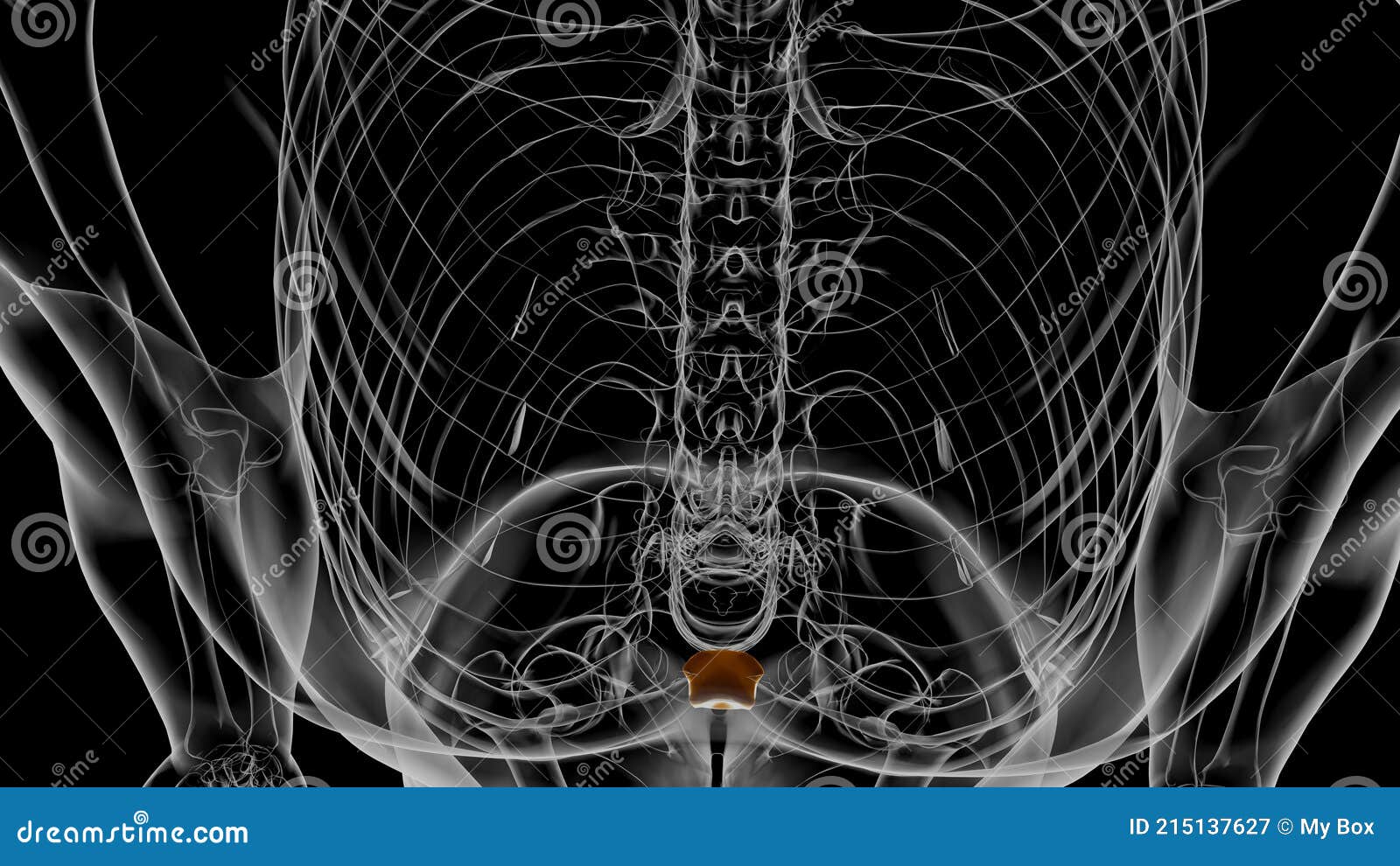 Human Skelett Xifoid Processanatomi 3d Stock Illustrationer ...
