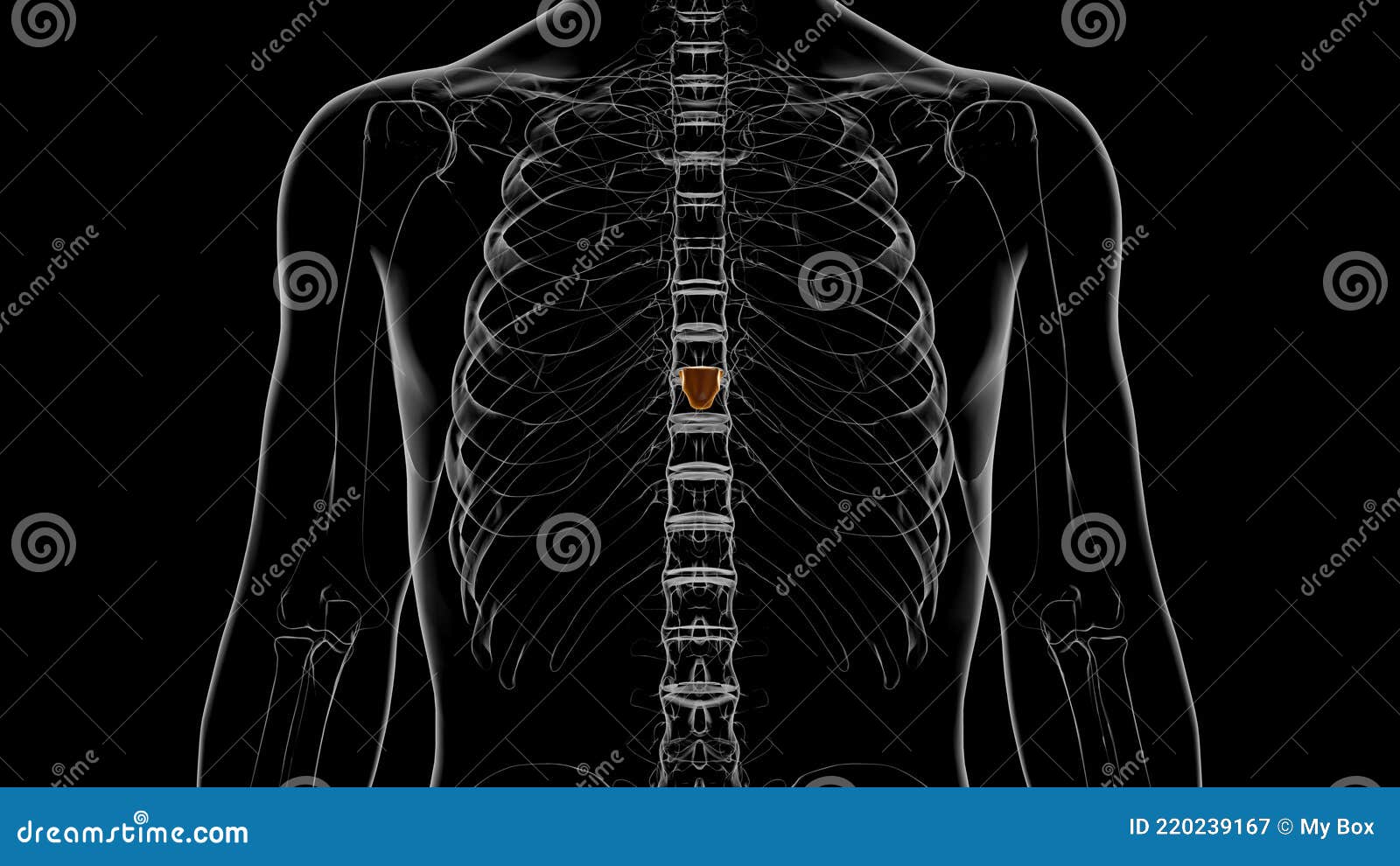 Human Skelett Xifoid Processanatomi 3d Stock Illustrationer ...