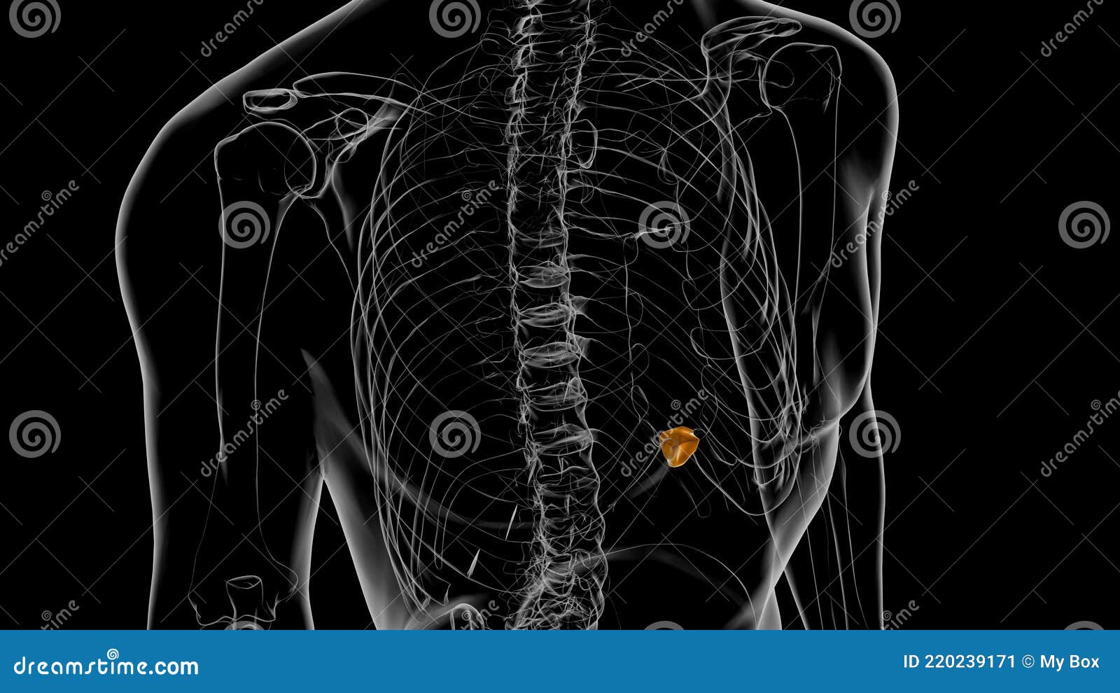 Human Skelett Xifoid Processanatomi 3d Stock Illustrationer ...