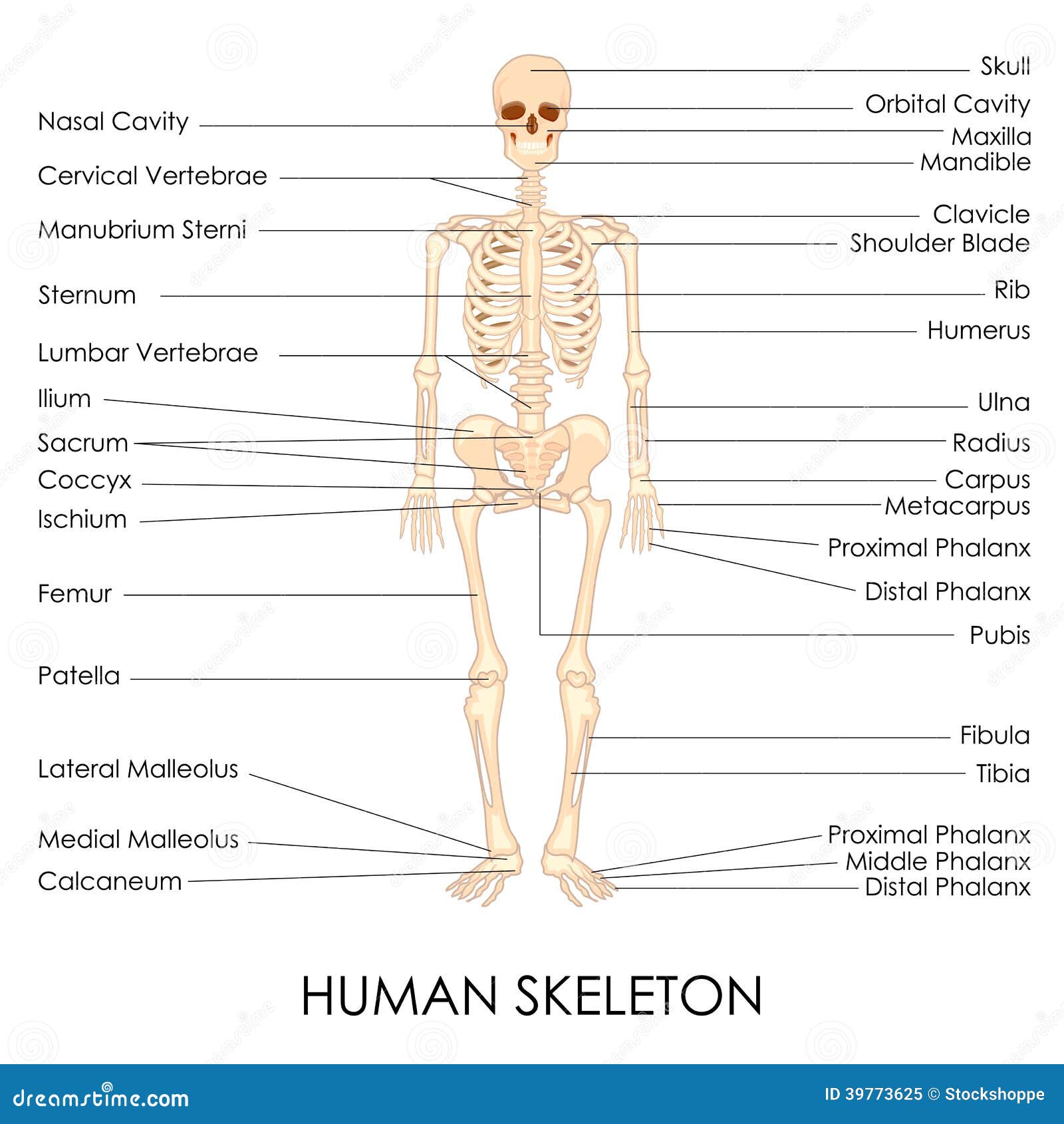 Human Skelton Stock Vector - Image: 39773625