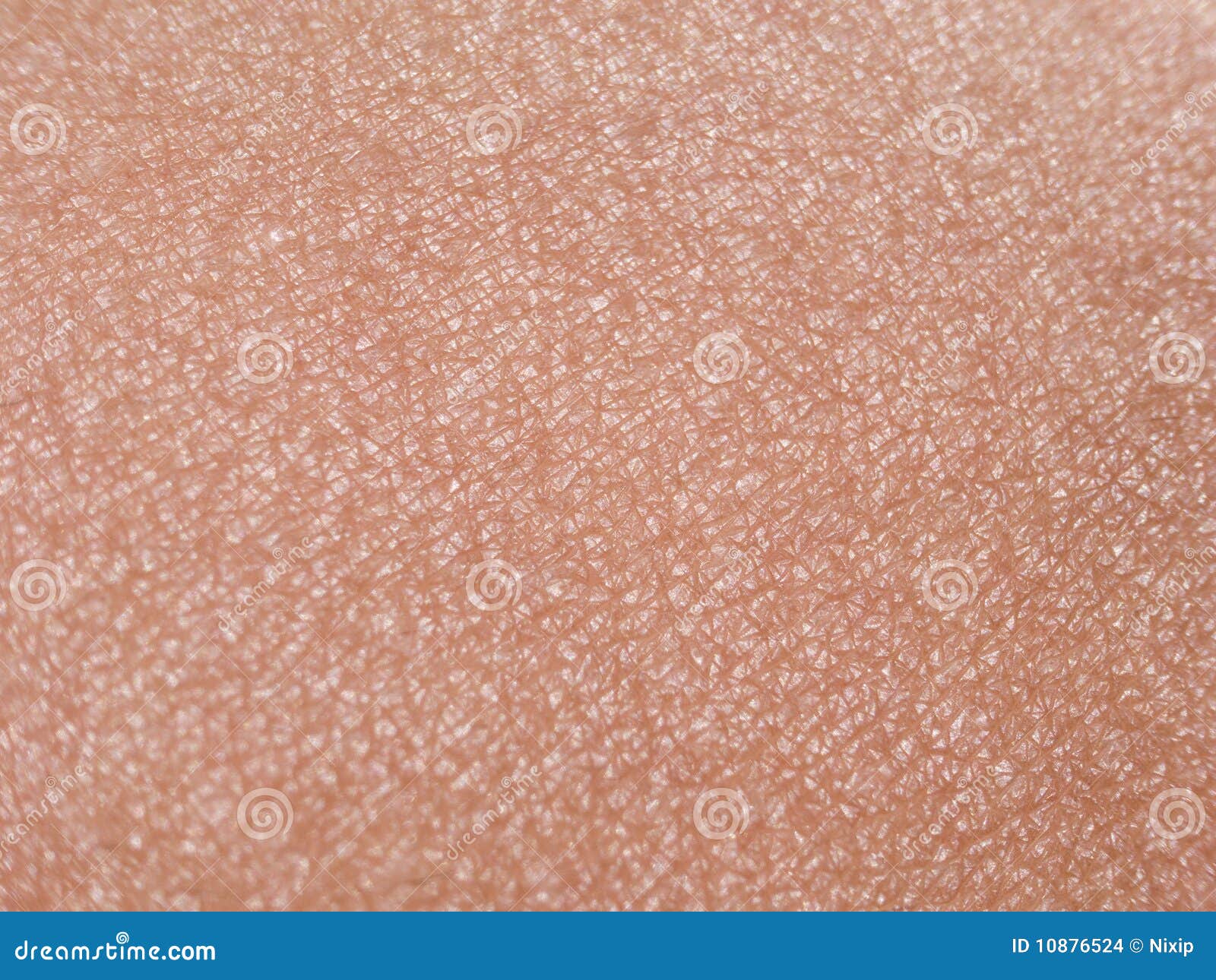 Human skin stock photo. Image of follicle, detail, dermatology - 10876524