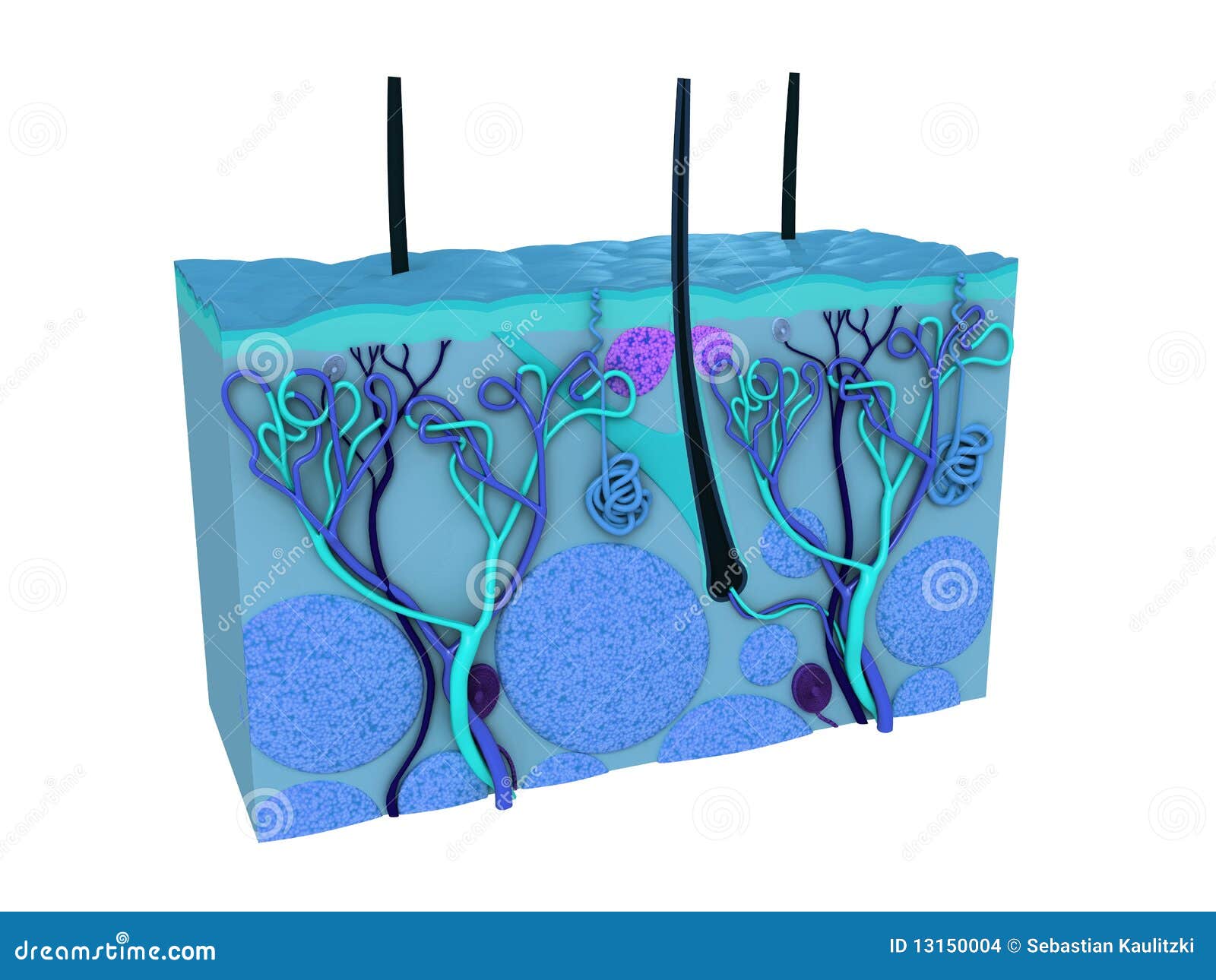 Human Skin Anatomy Structure Health Care Checkup Analysis Identifying ...