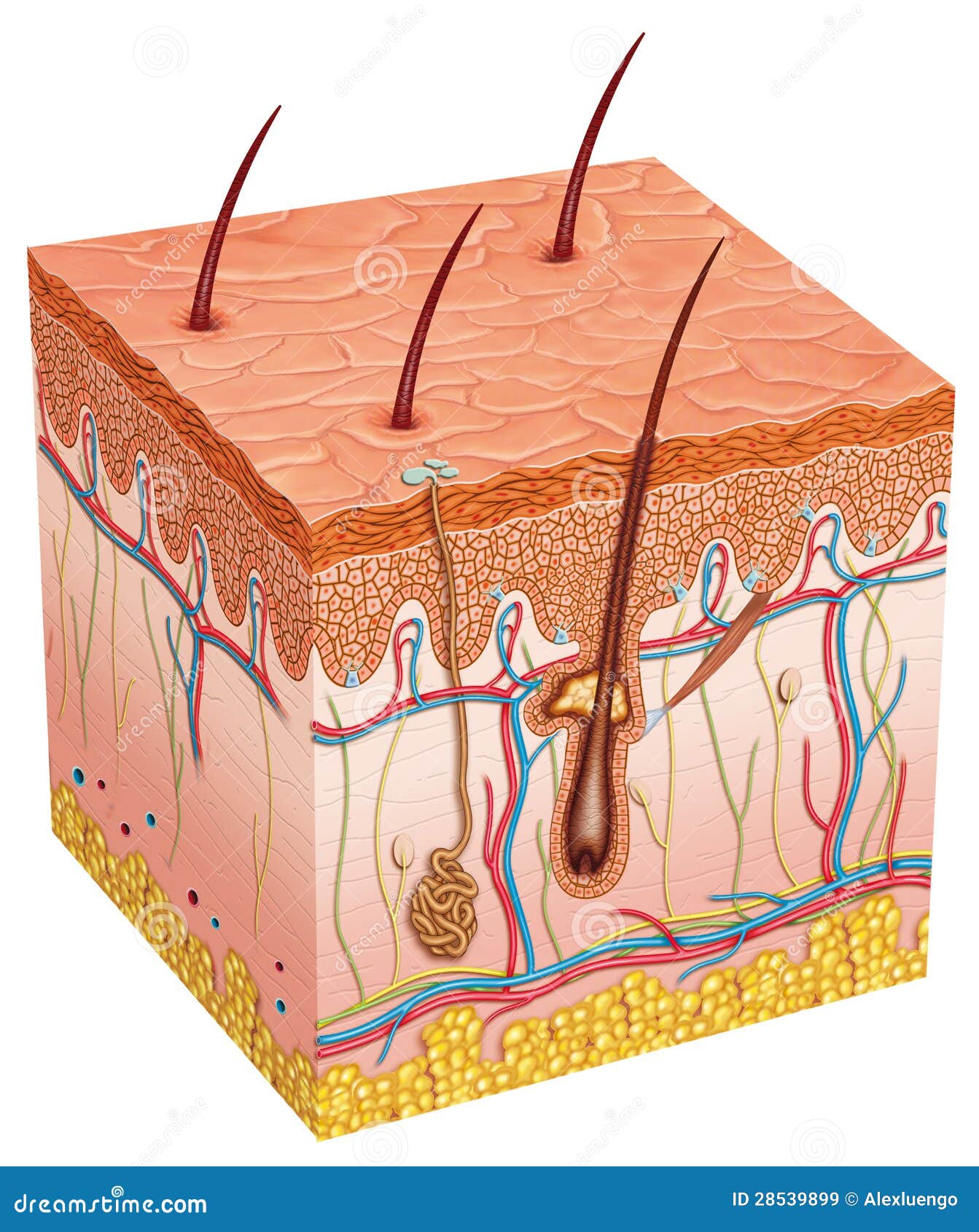 Human skin stock illustration. Illustration of sweat - 28539899