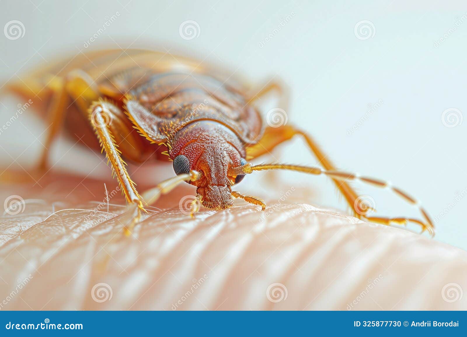 Human Skin Affected by Bed Bug Infestation. Stock Illustration ...