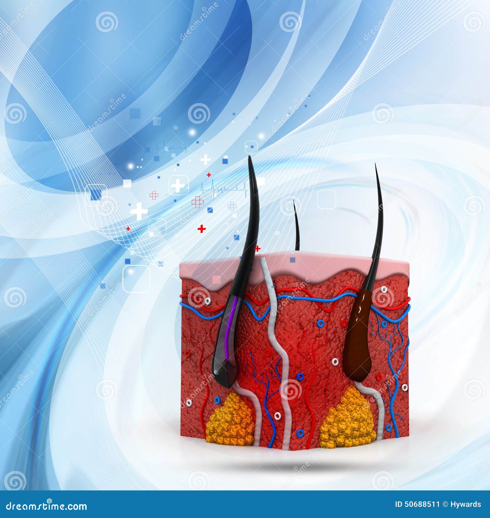 Human Skin Anatomy Cross Section Stock Illustration Illustration Of