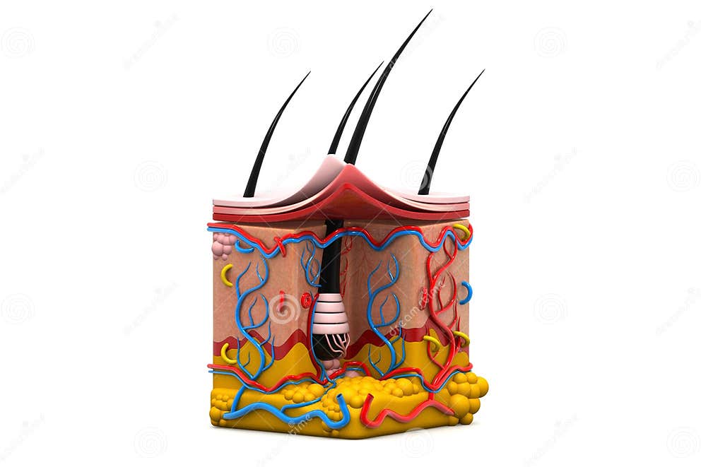 Human Skin Anatomy Stock Illustration Illustration Of Tissue 277720032