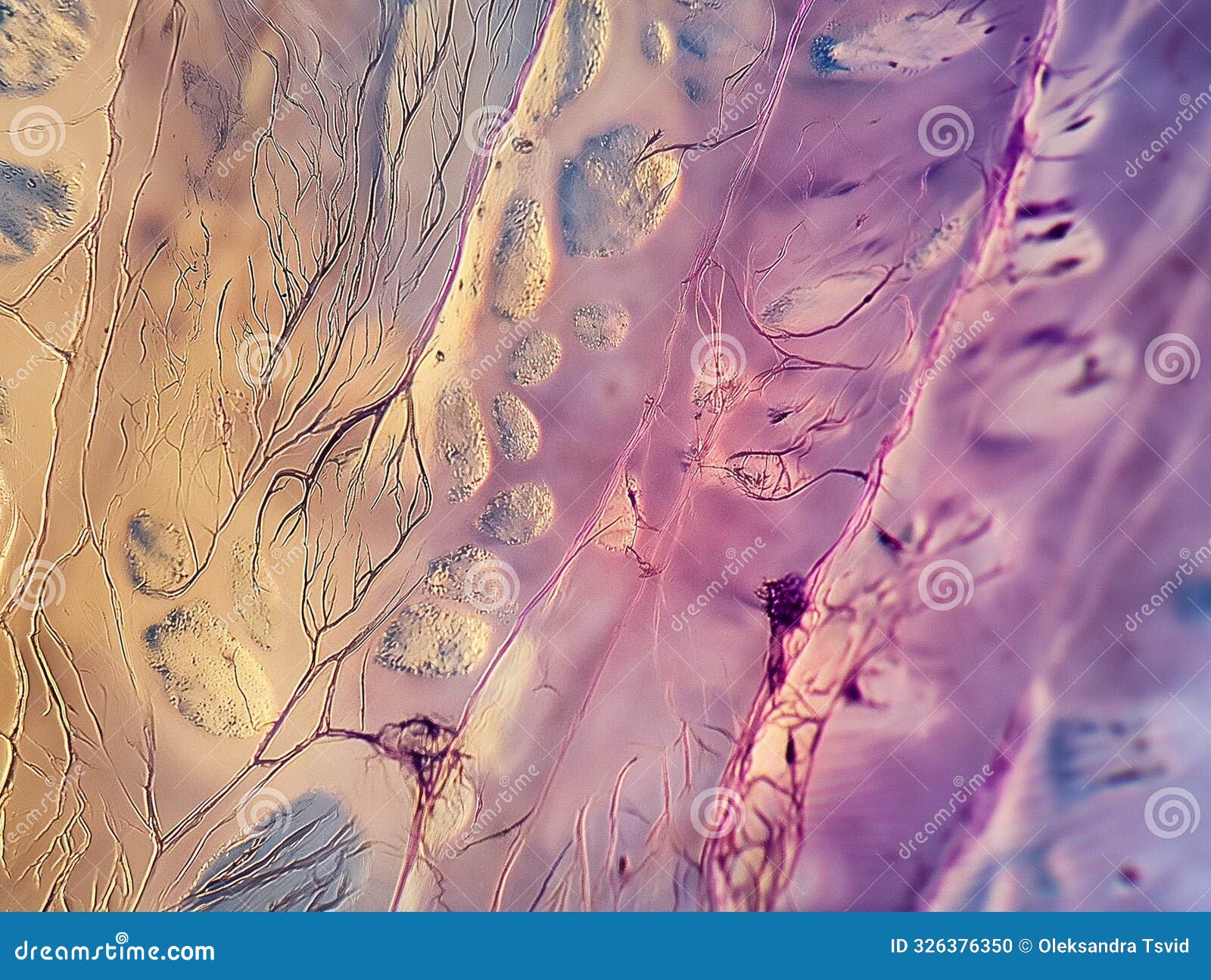 Human Skin Cells Under a Microscope Stock Photo - Image of scientific ...