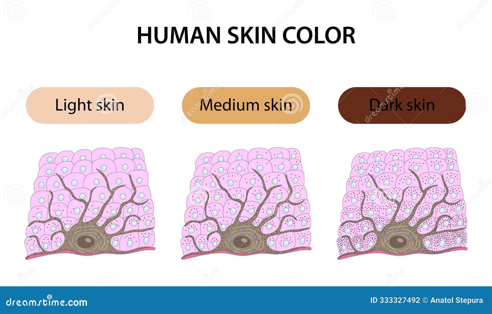 Human Skin Color (human Skin Tones) Stock Illustration - Illustration ...