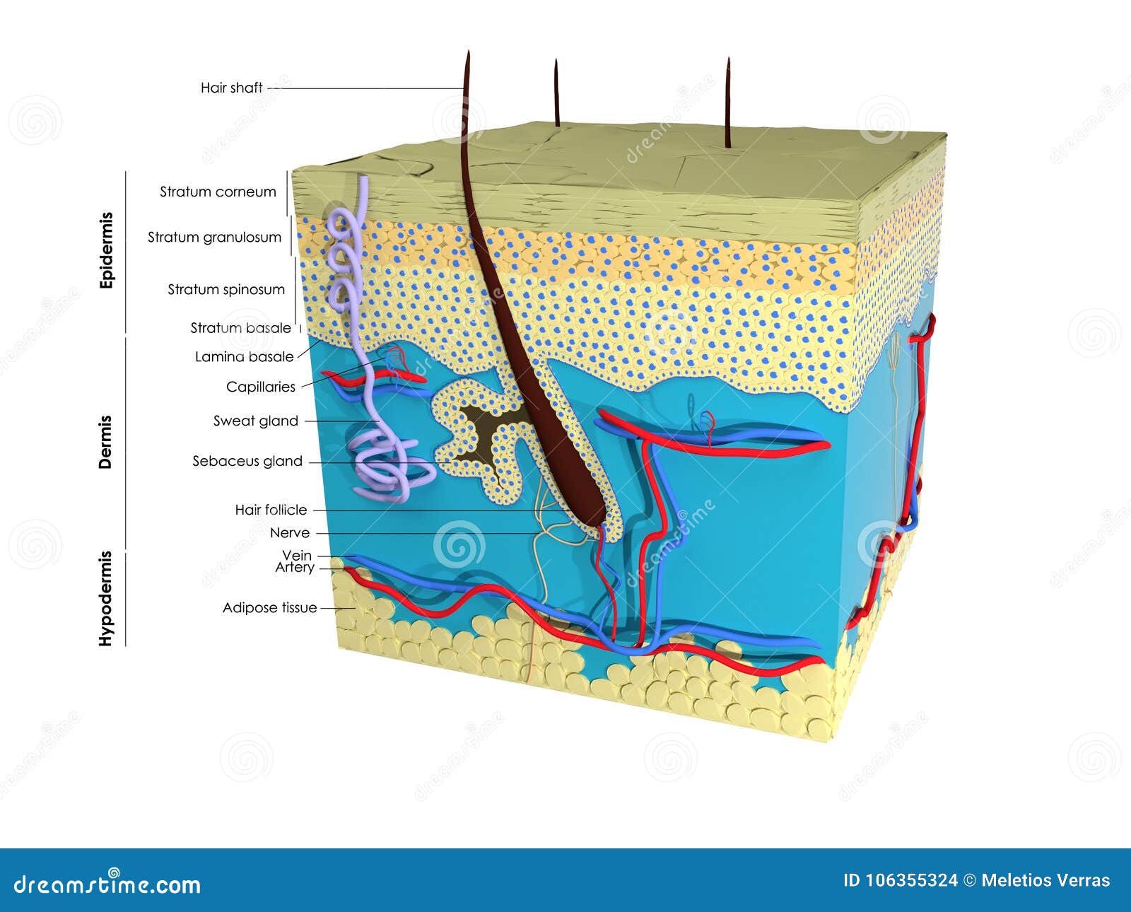 Human Skin Cross Section Stock Illustration Illustration Of Cell