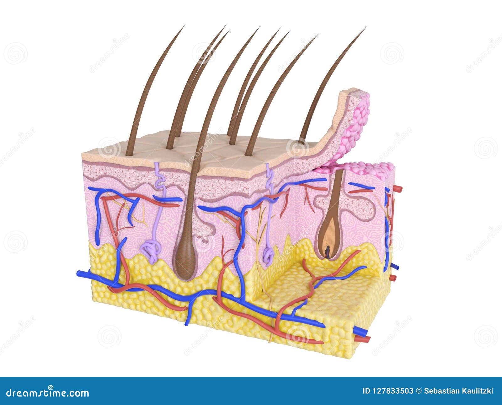 The human skin stock illustration. Illustration of melanin - 127833503