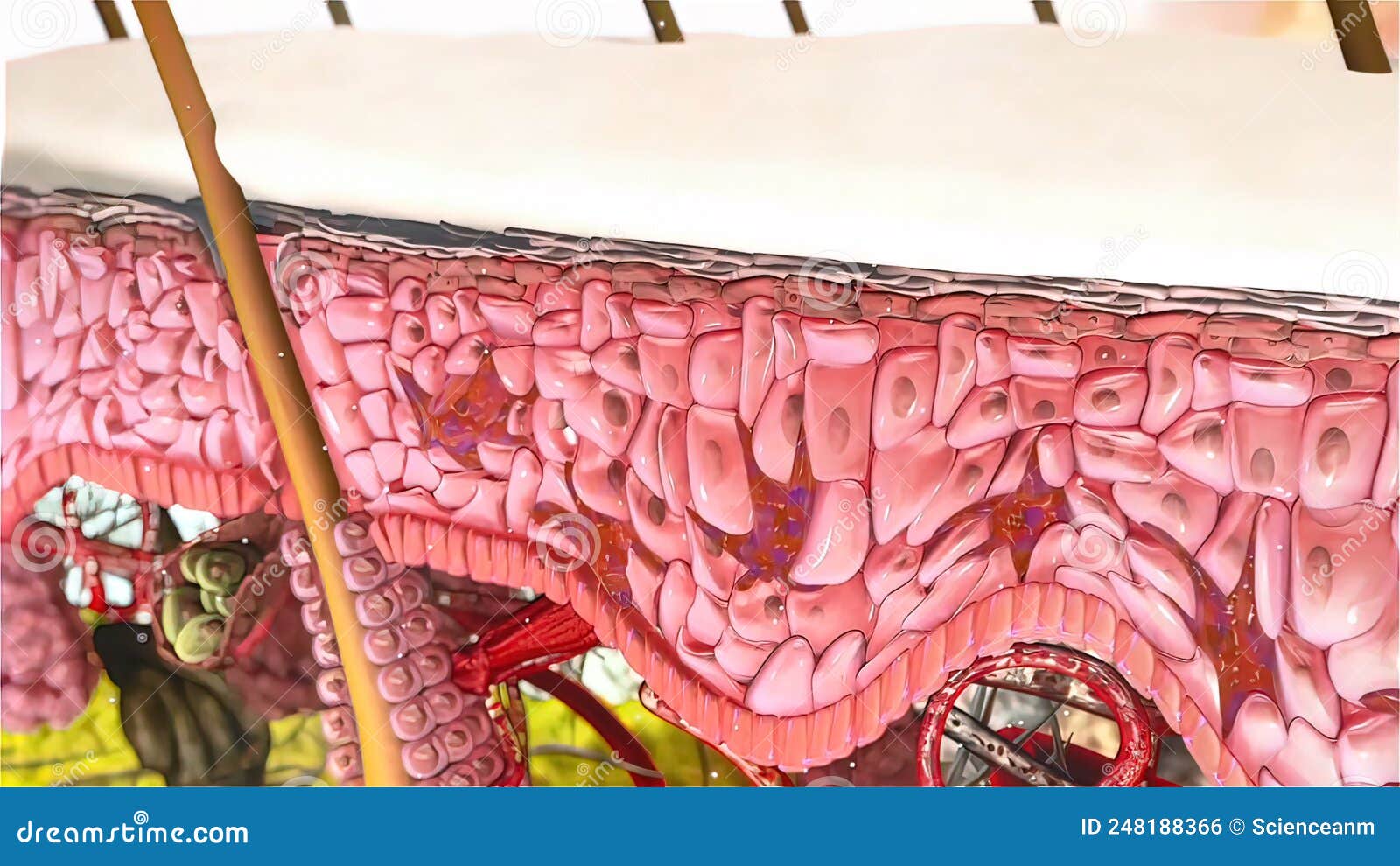 Human Skin and Immune System Stock Illustration - Illustration of ...