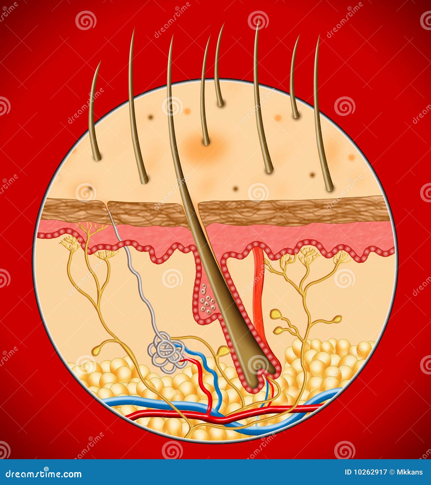 Human Skin Anatomy Structure Health Care Checkup Analysis Identifying ...