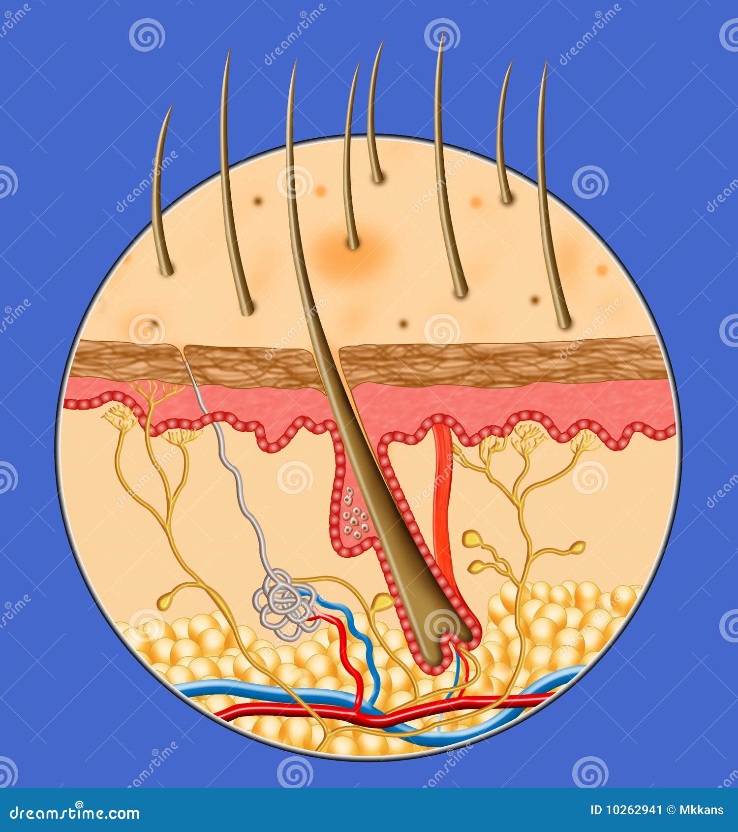 Human Skin Inside Structure Stock Illustration - Illustration of dermis ...