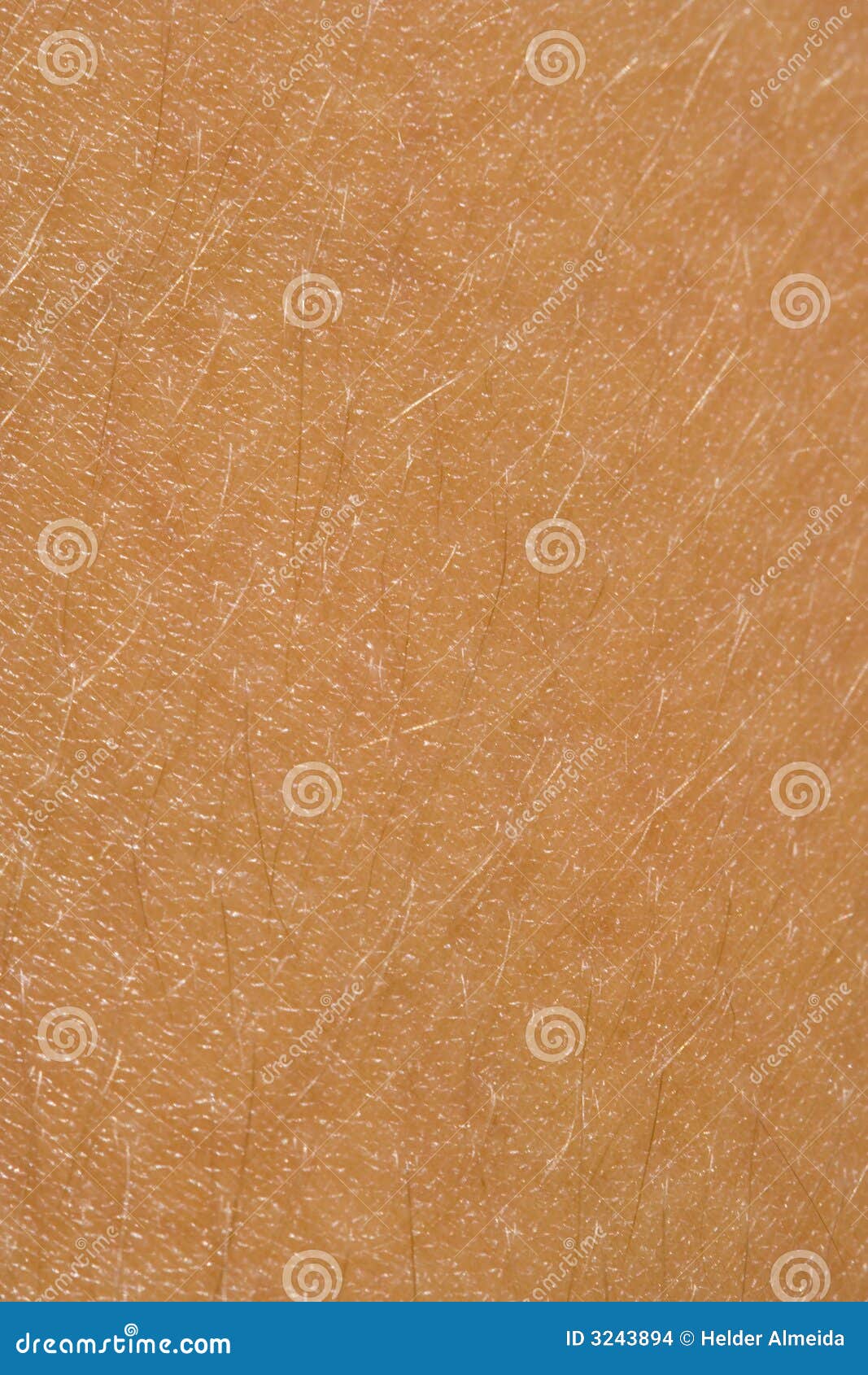 Human skin pattern stock photo. Image of textured, spotted - 3243894