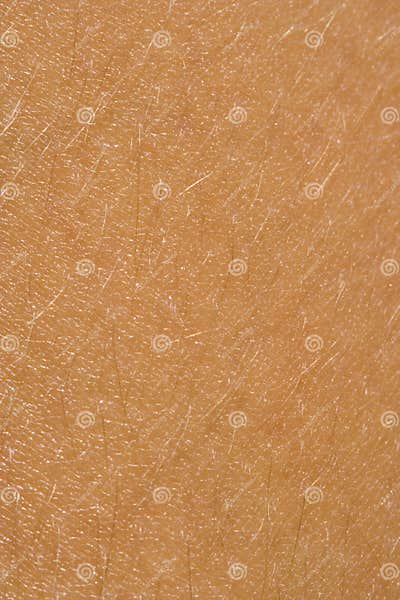 Human skin pattern stock photo. Image of textured, spotted - 3243894