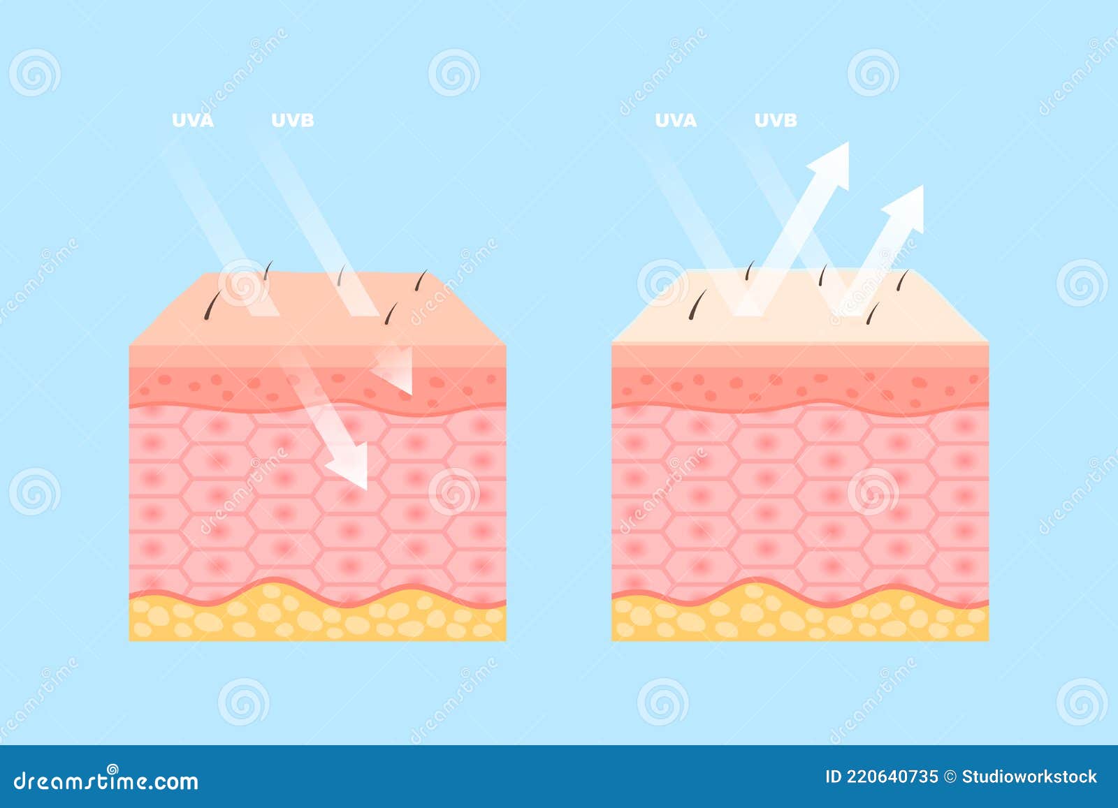 Human Skin Protection from Uva and Uvb Rays Stock Vector - Illustration ...