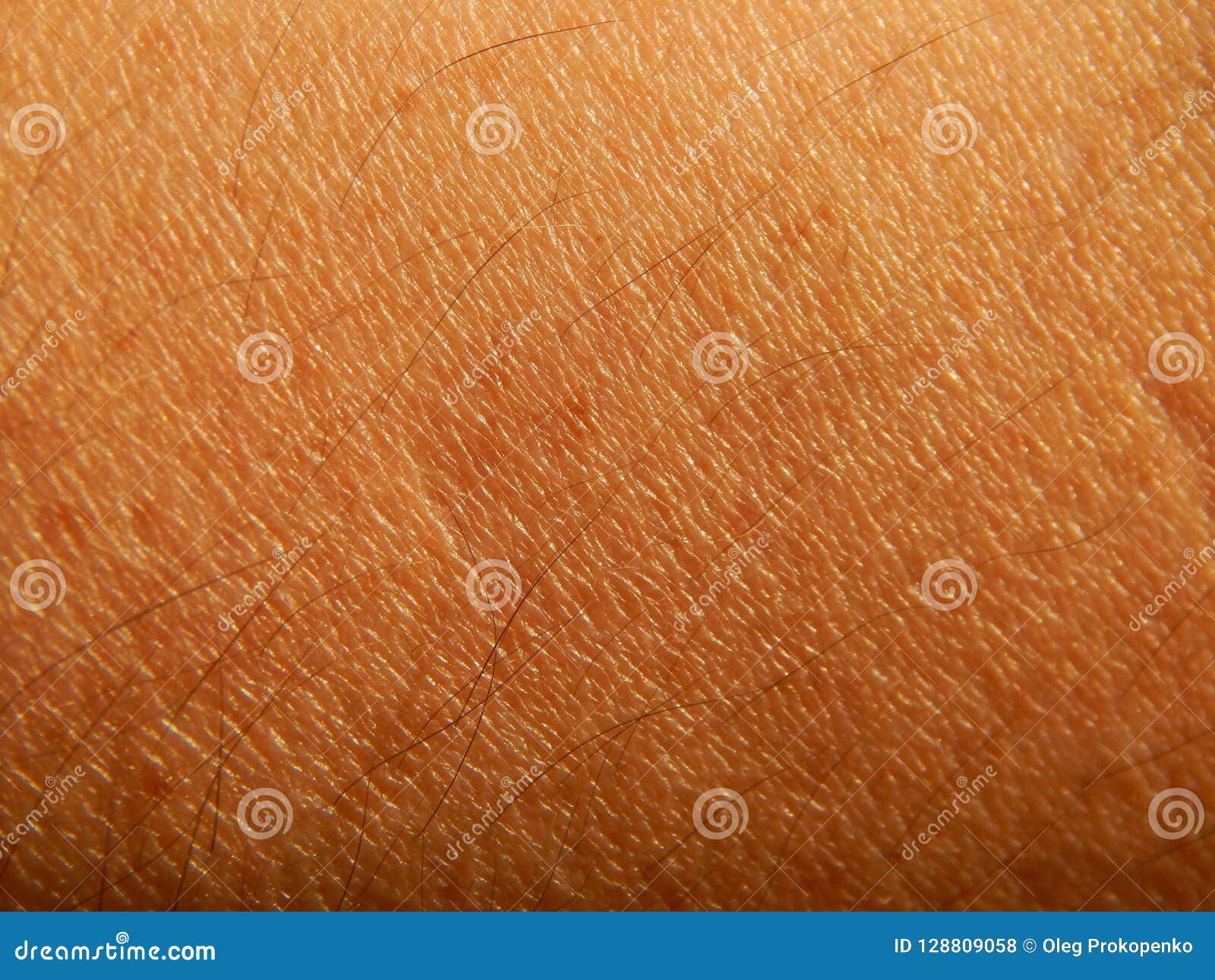 Human Body Skin Textures