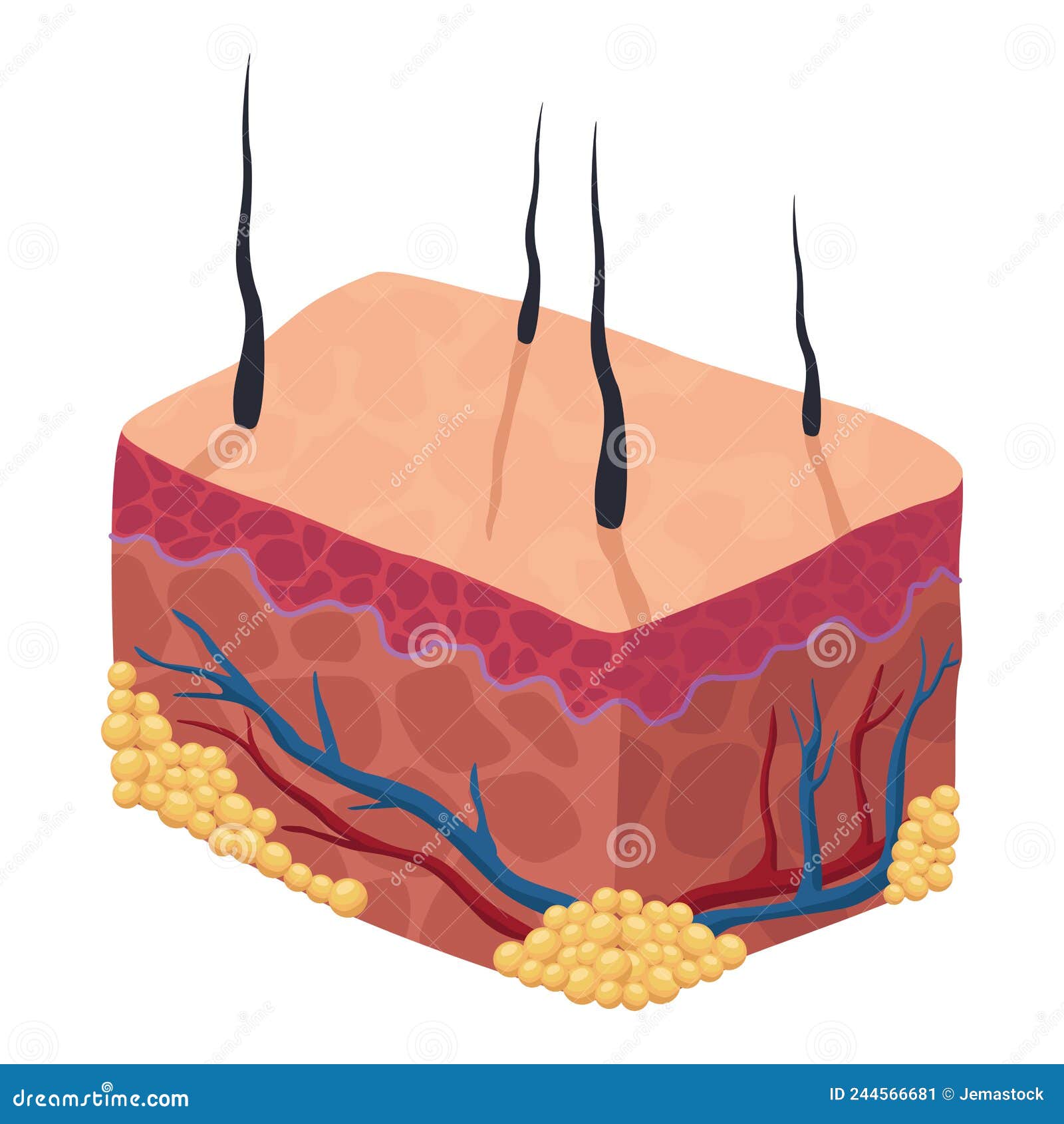 Human skin tissues stock vector. Illustration of healthy - 244566681 Human skin tissues stock vector. Illustration of healthy - 244566681