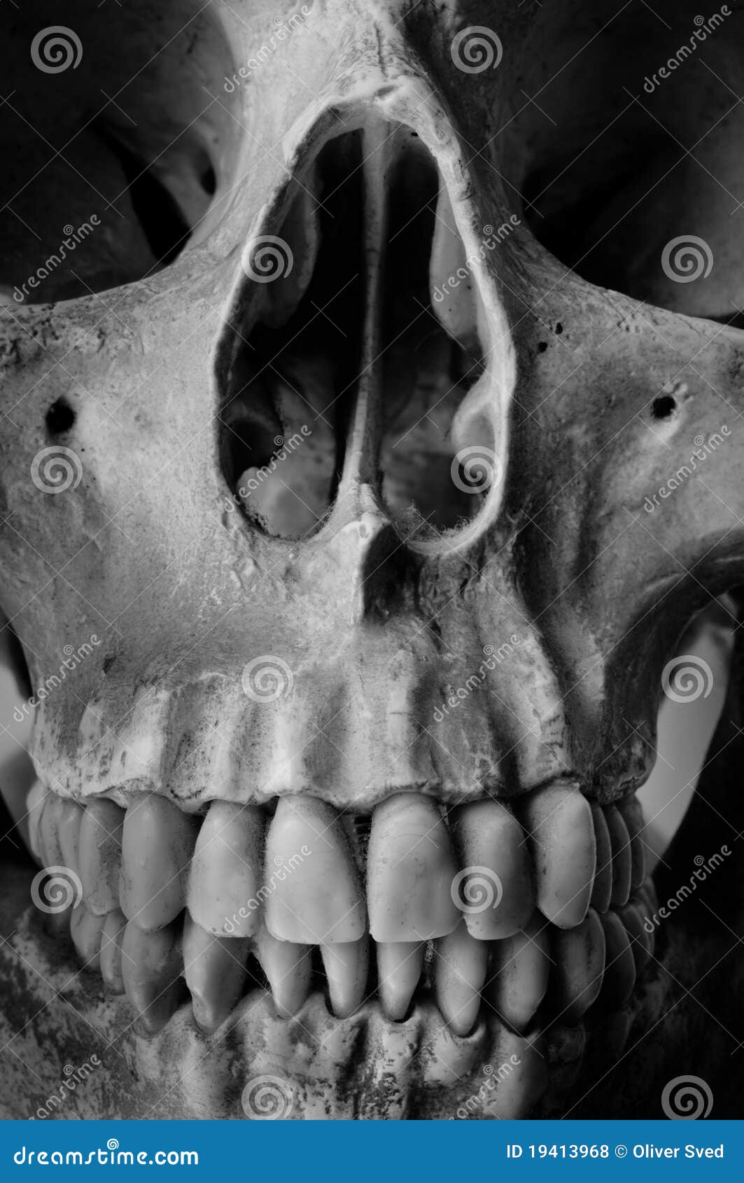 Human skull stock photo. Image of face, person, nose - 19413968