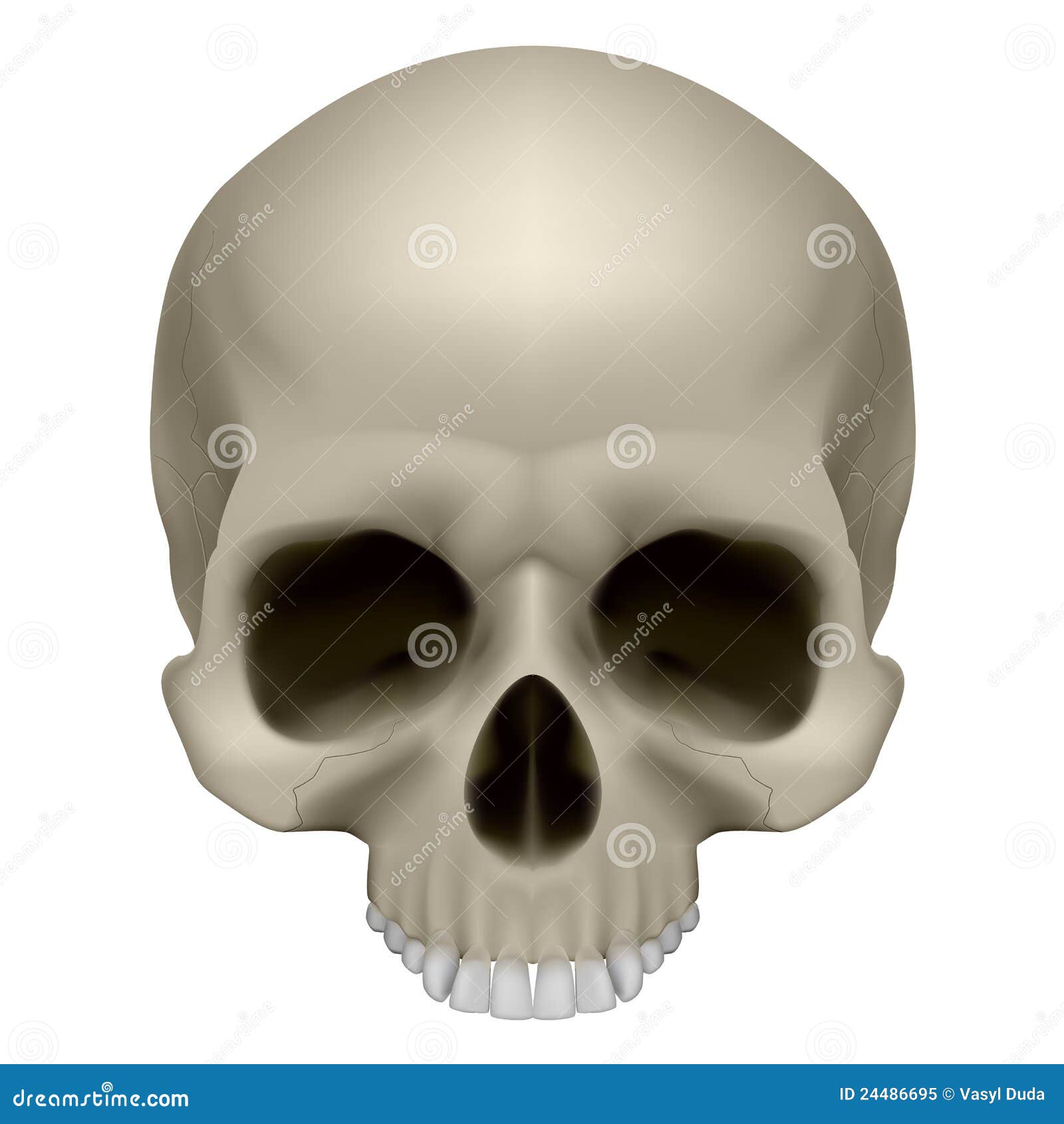 Human skull stock vector. Illustration of ancient, gothic - 24486695