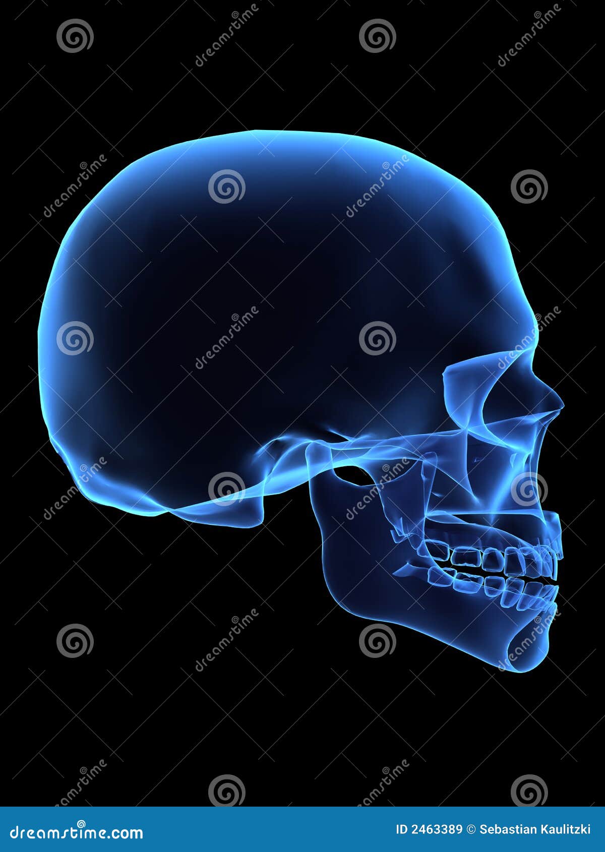 Human skull stock illustration. Illustration of arthritis - 2463389