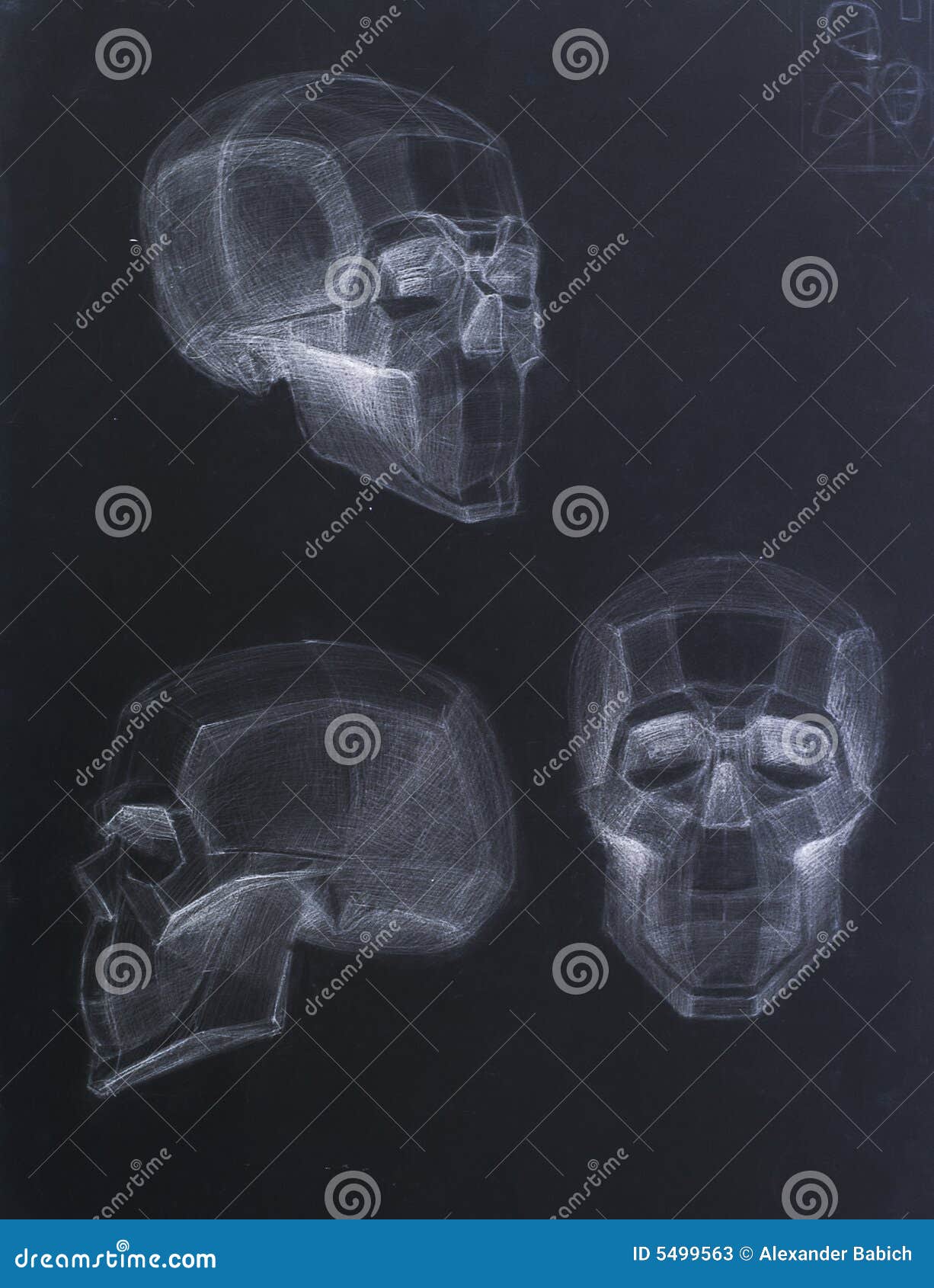 Human Skull On Clear Blue Background. Open Skull Without Lower Jaw ...