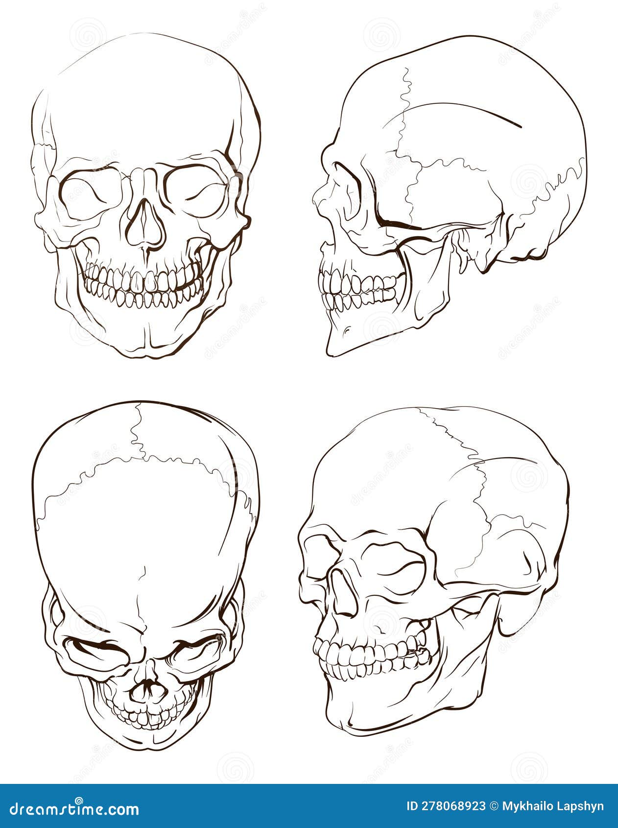 Human Skull, Anatomical Drawing, Different Angles. Stock Illustration ...