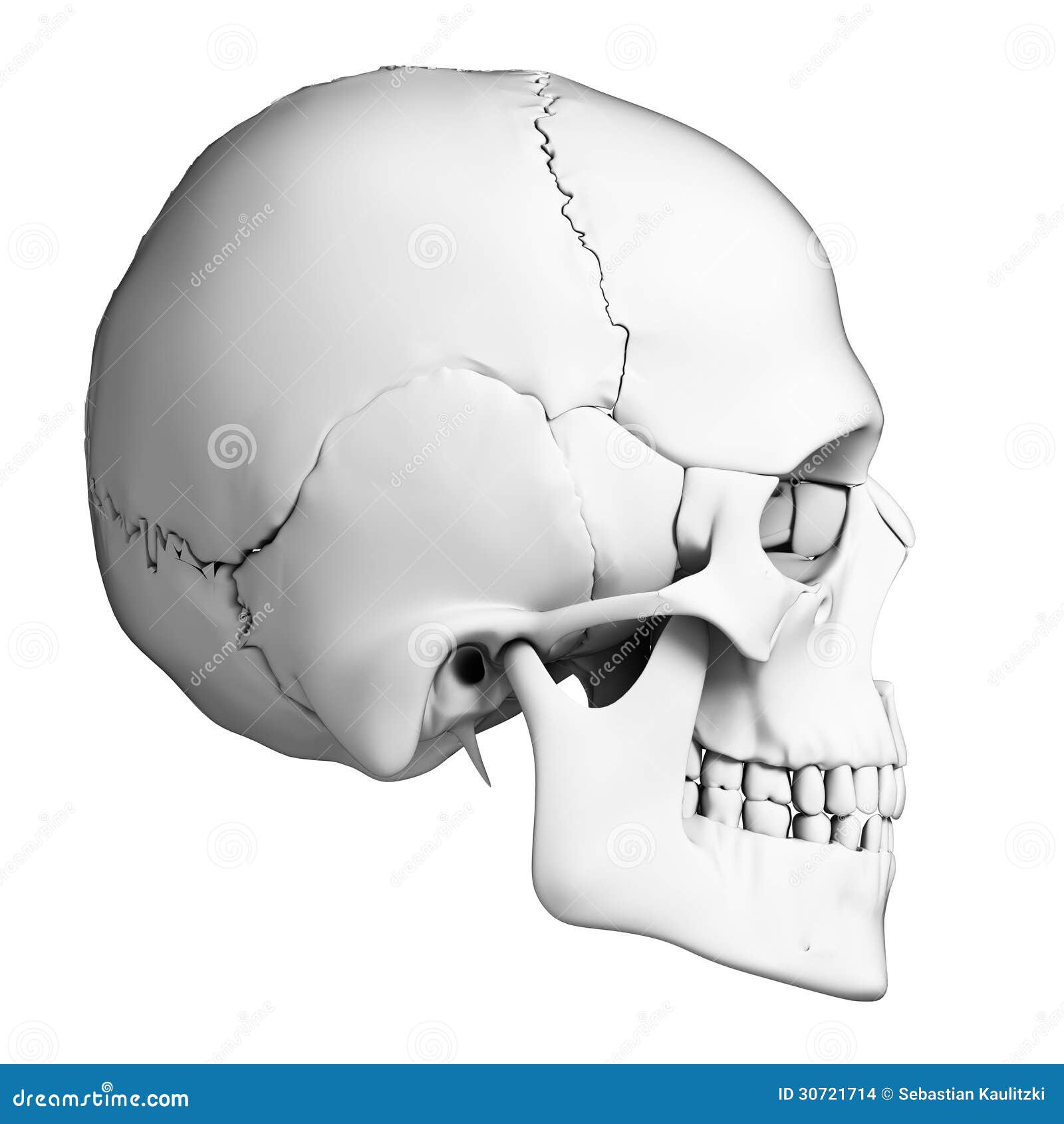 Human skull anatomy stock illustration. Illustration of life - 30721714