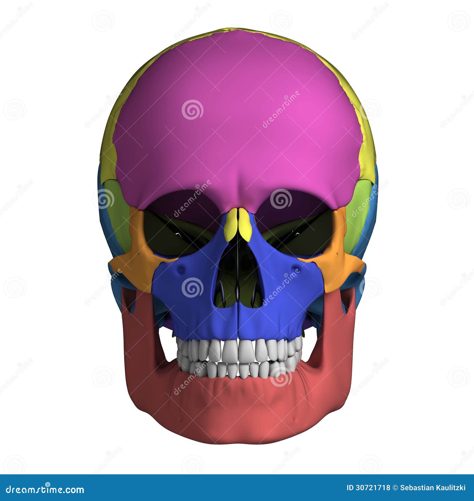 Human Skull Transversal Cross-section And Bottom View Royalty-Free ...