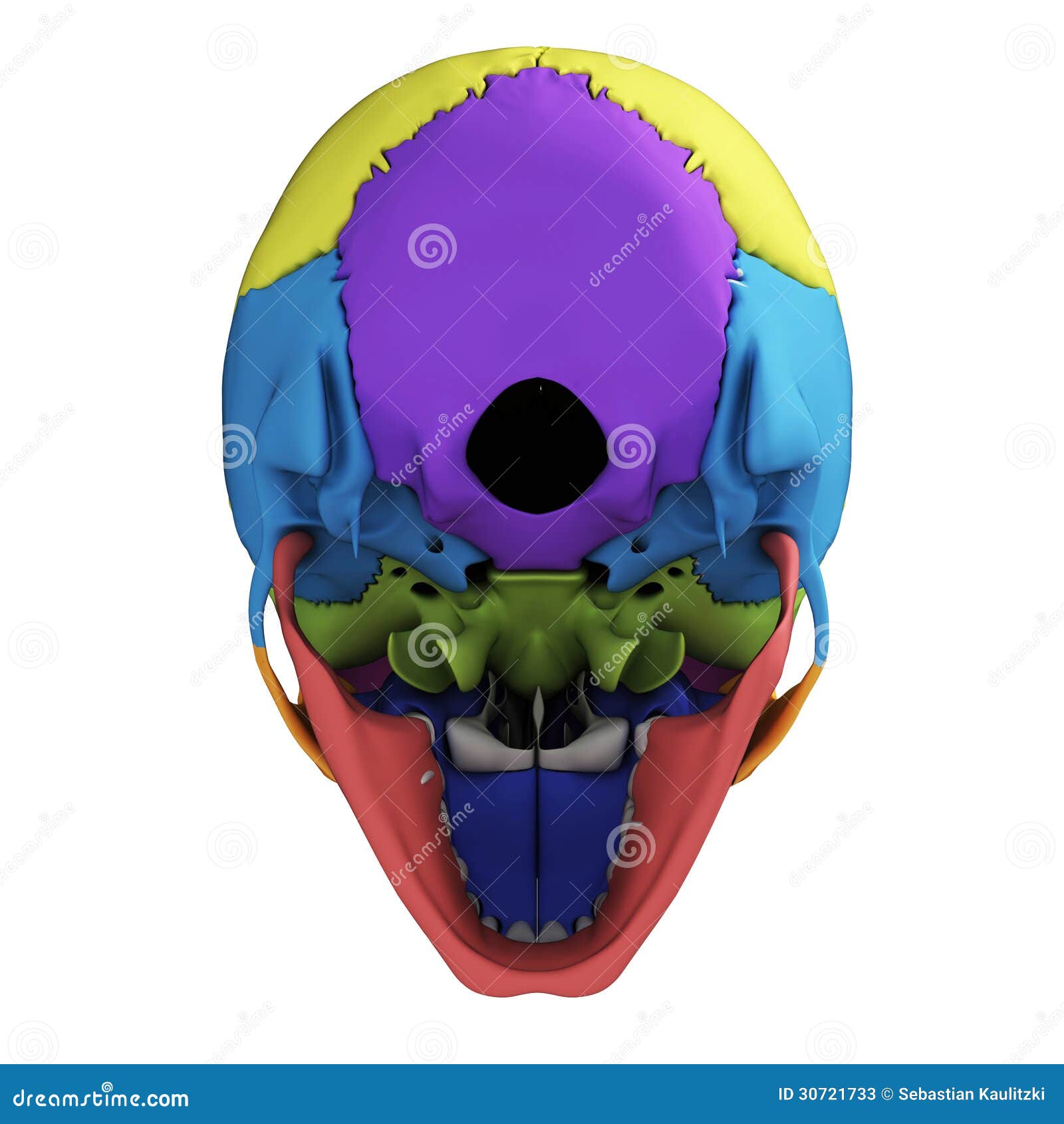 Human skull anatomy stock illustration. Illustration of frontal - 30721733