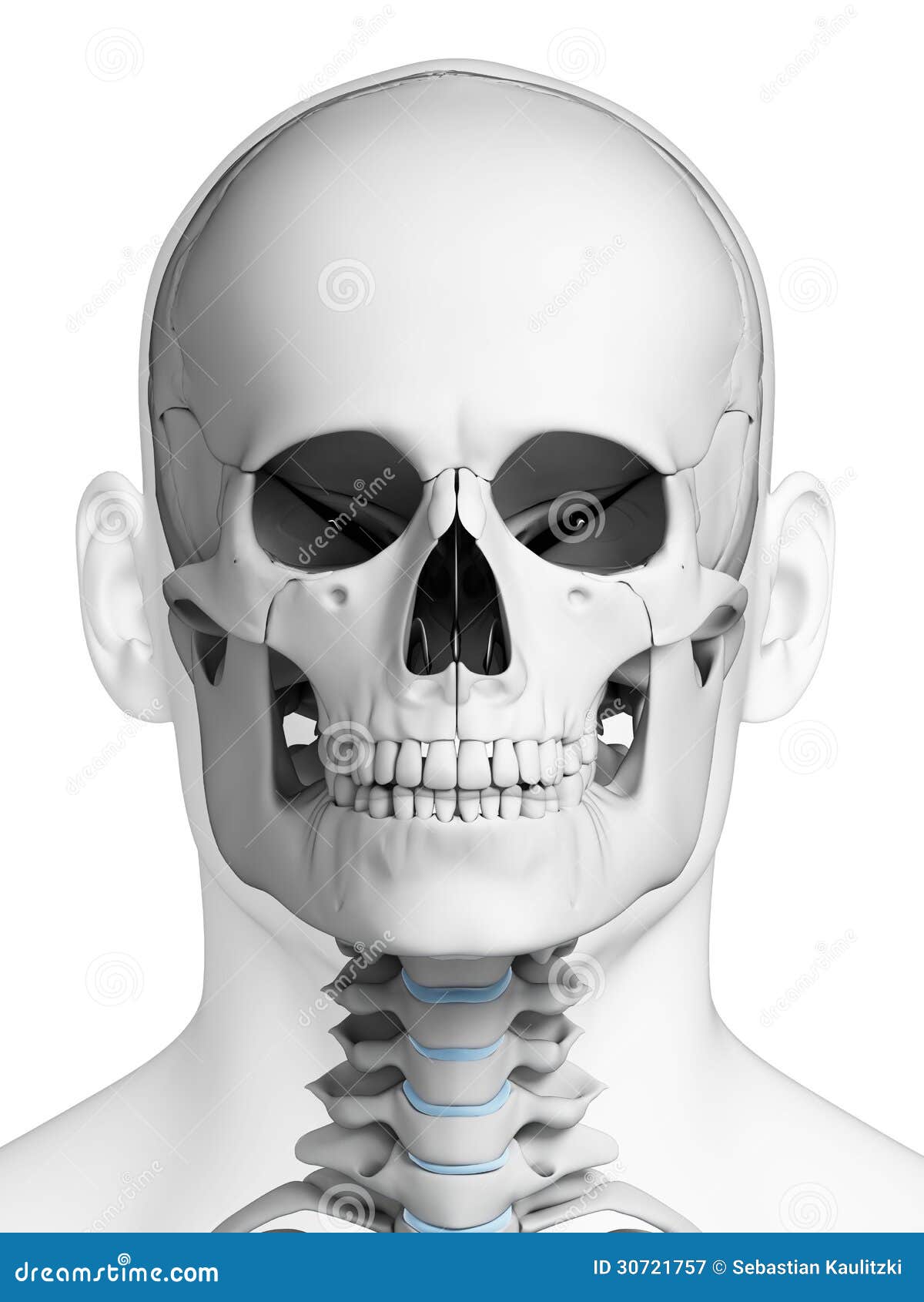 Human skull anatomy stock illustration. Illustration of anatomical ...