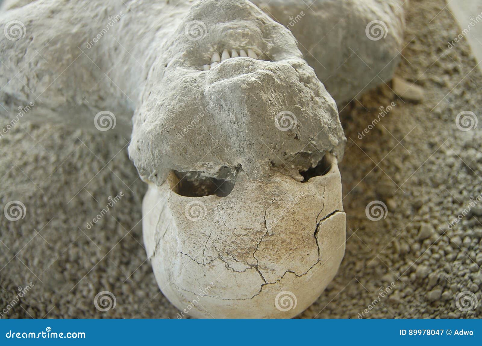 Human Skull in Ash - Pompeii - Italy Stock Image - Image of culture ...
