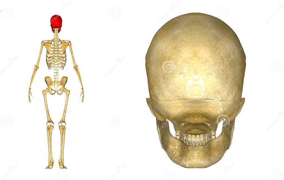 Human Skull back stock illustration. Illustration of graveyard - 43014370