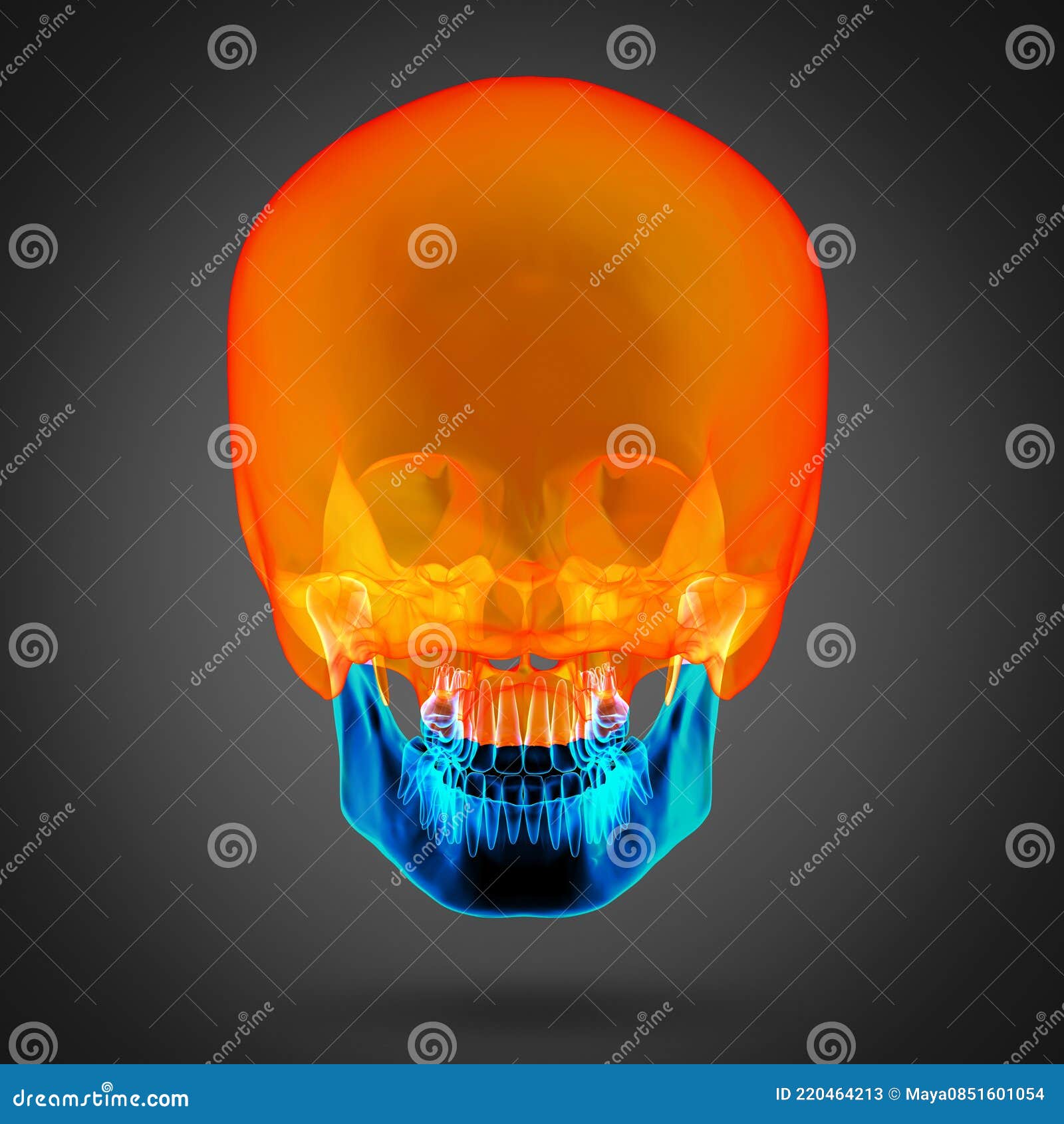 Human Skull Back View Photos - Free & Royalty-Free Stock Photos from ...
