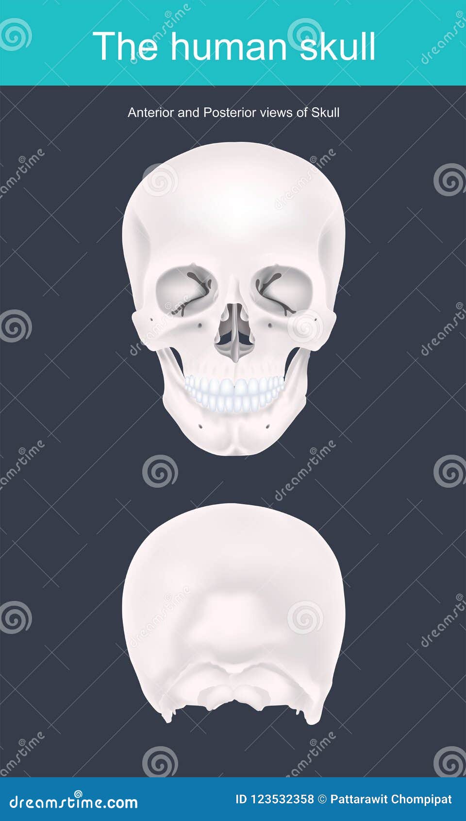 The Human Skull is the Bony Structure. Stock Vector - Illustration of ...