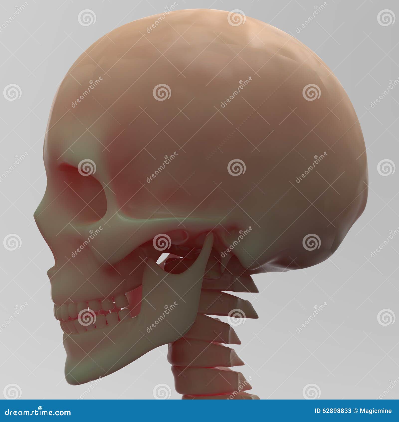 Human Skull stock illustration. Illustration of health - 62898833
