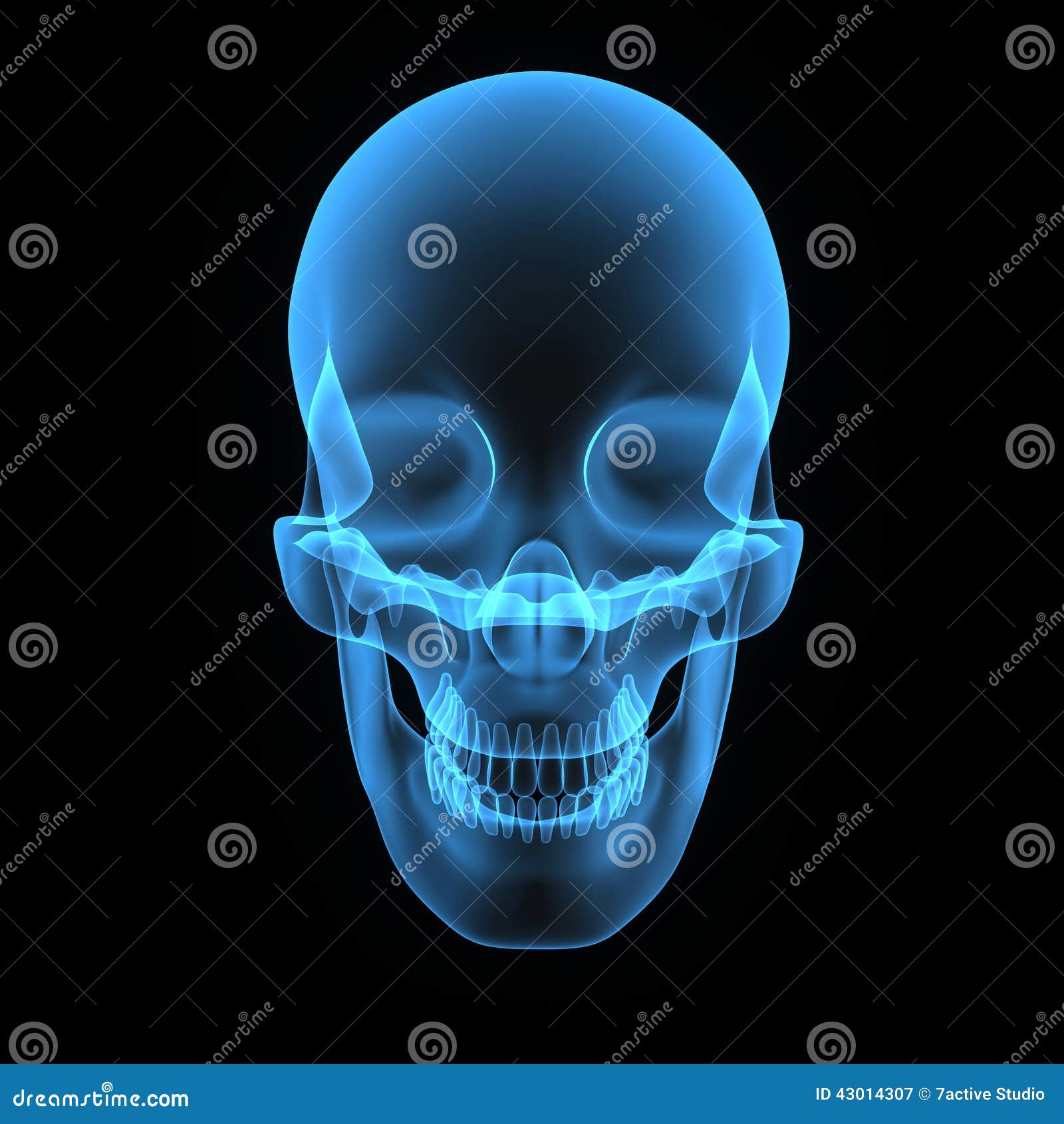 Human Skull On Clear Blue Background. Open Skull Without Lower Jaw ...