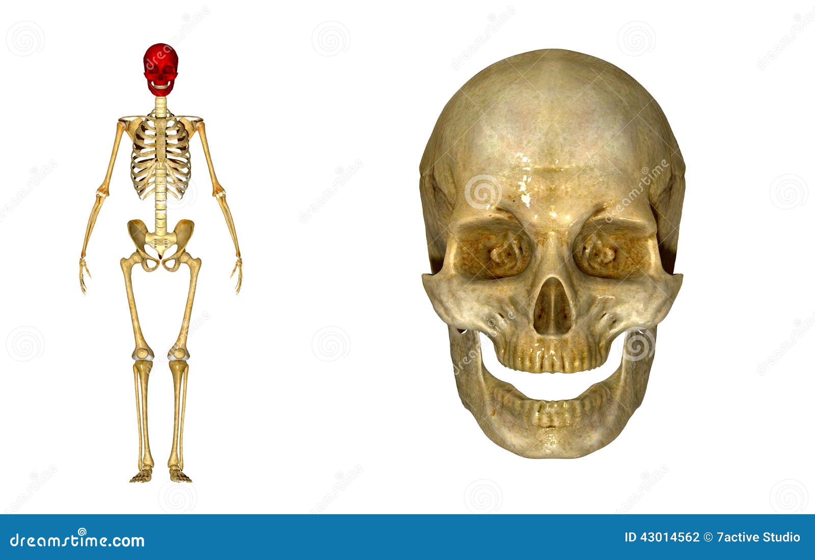 Human Skull stock illustration. Illustration of brain - 43014562