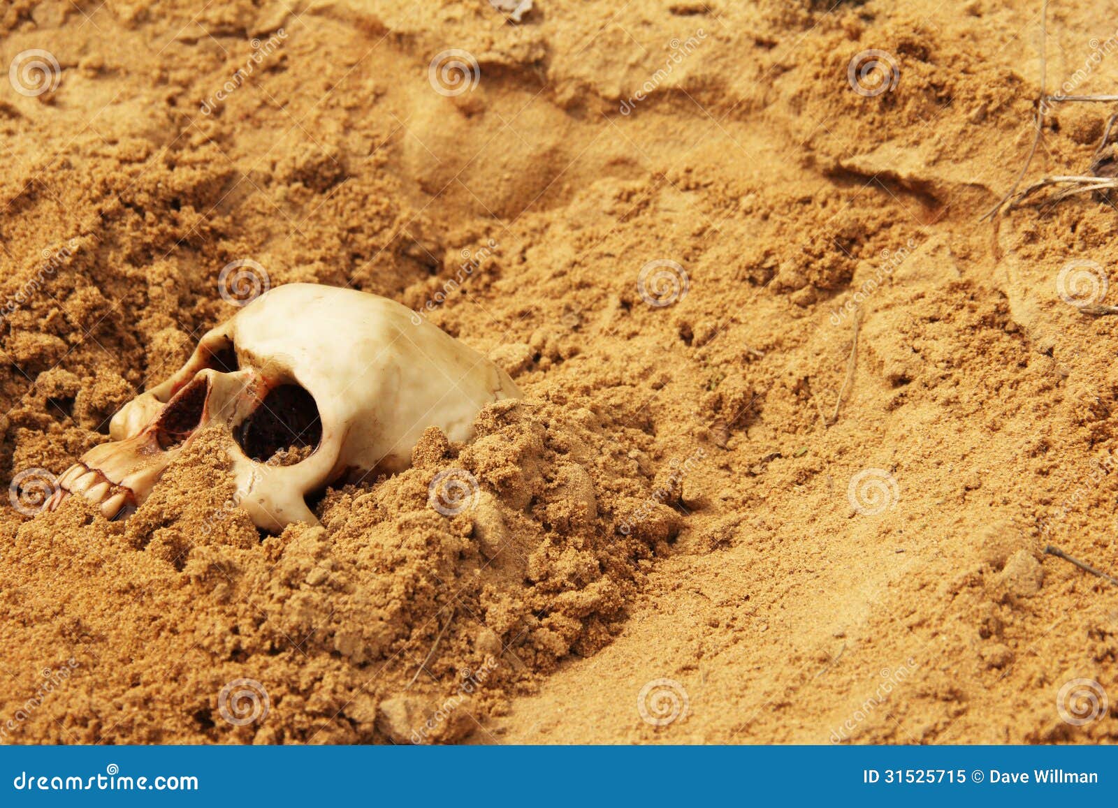 Human skull stock image. Image of model, grave, fear - 31525715