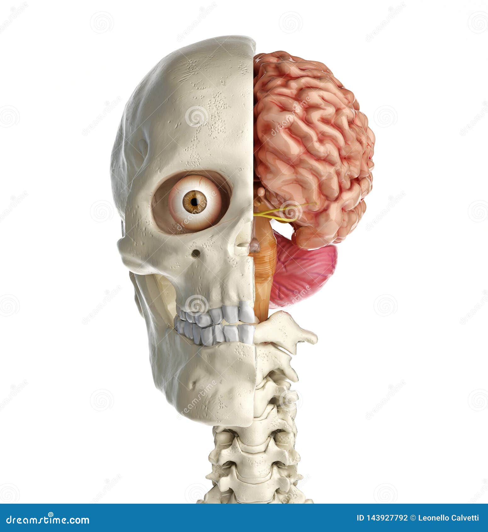Midbrain Cross Section With Labeled Brain Structure Parts Outline ...
